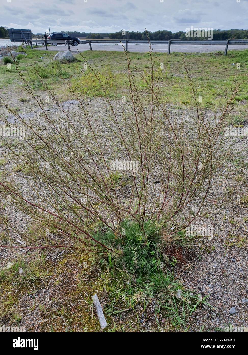 Field Sagewort (Artemisia campestris) Plantae Stock Photo - Alamy