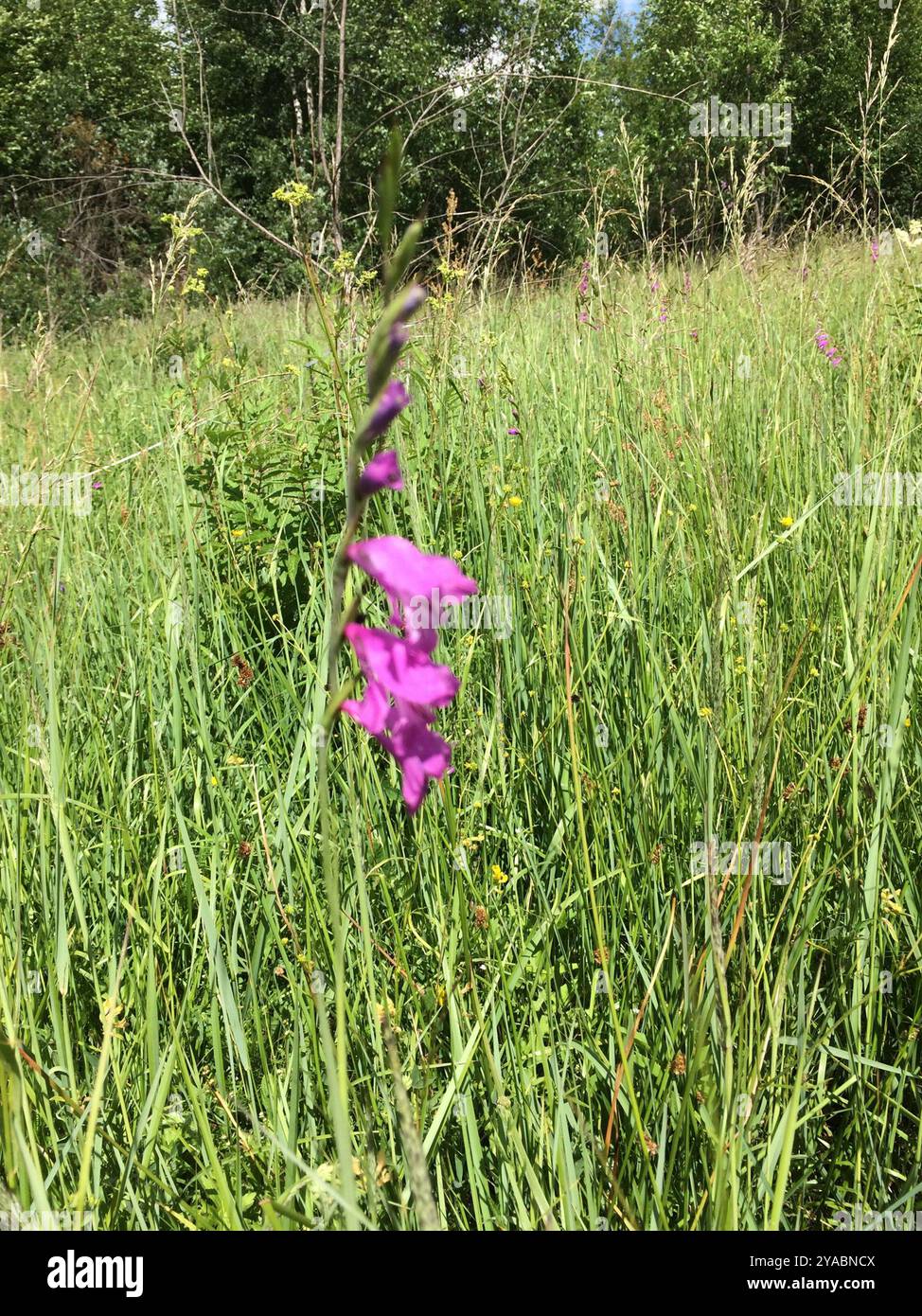 Turkish Marsh Gladiolus (Gladiolus imbricatus) Plantae Stock Photo - Alamy