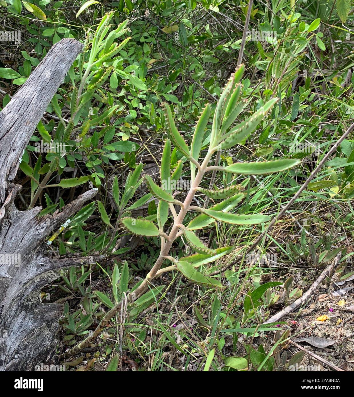 Alligator plant (Kalanchoe × houghtonii) Plantae Stock Photo - Alamy