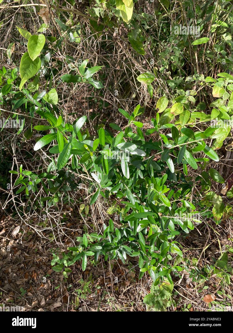 Florida swampprivet (Forestiera segregata) Plantae Stock Photo - Alamy