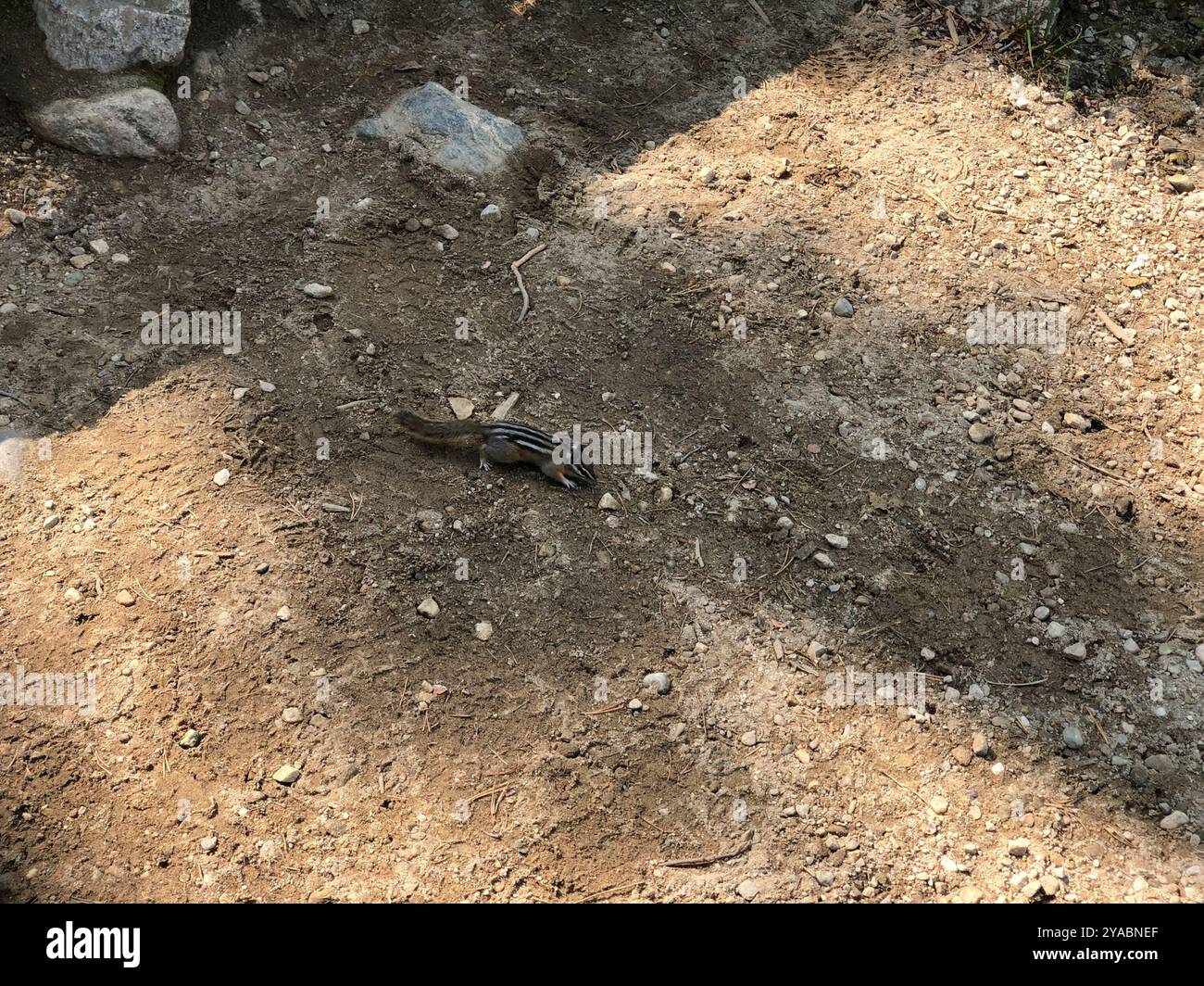 Least Chipmunk (Neotamias minimus) Mammalia Stock Photo - Alamy