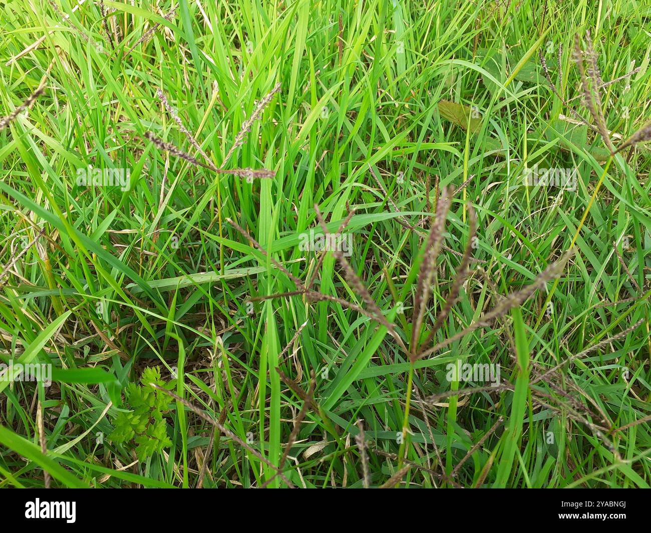 Bermuda grass (Cynodon dactylon) Plantae Stock Photo - Alamy