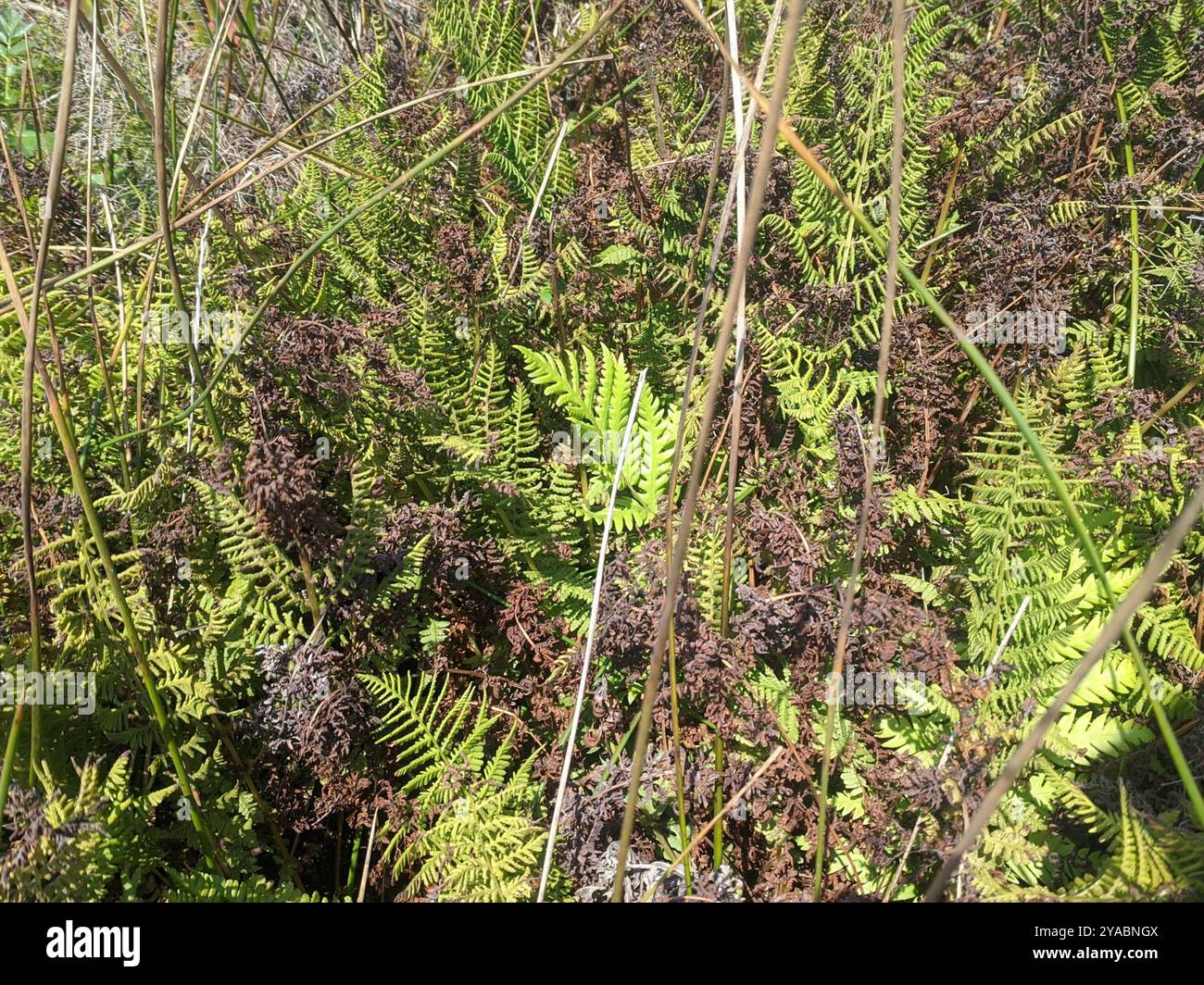 western lady fern (Athyrium filix-femina cyclosorum) Plantae Stock ...