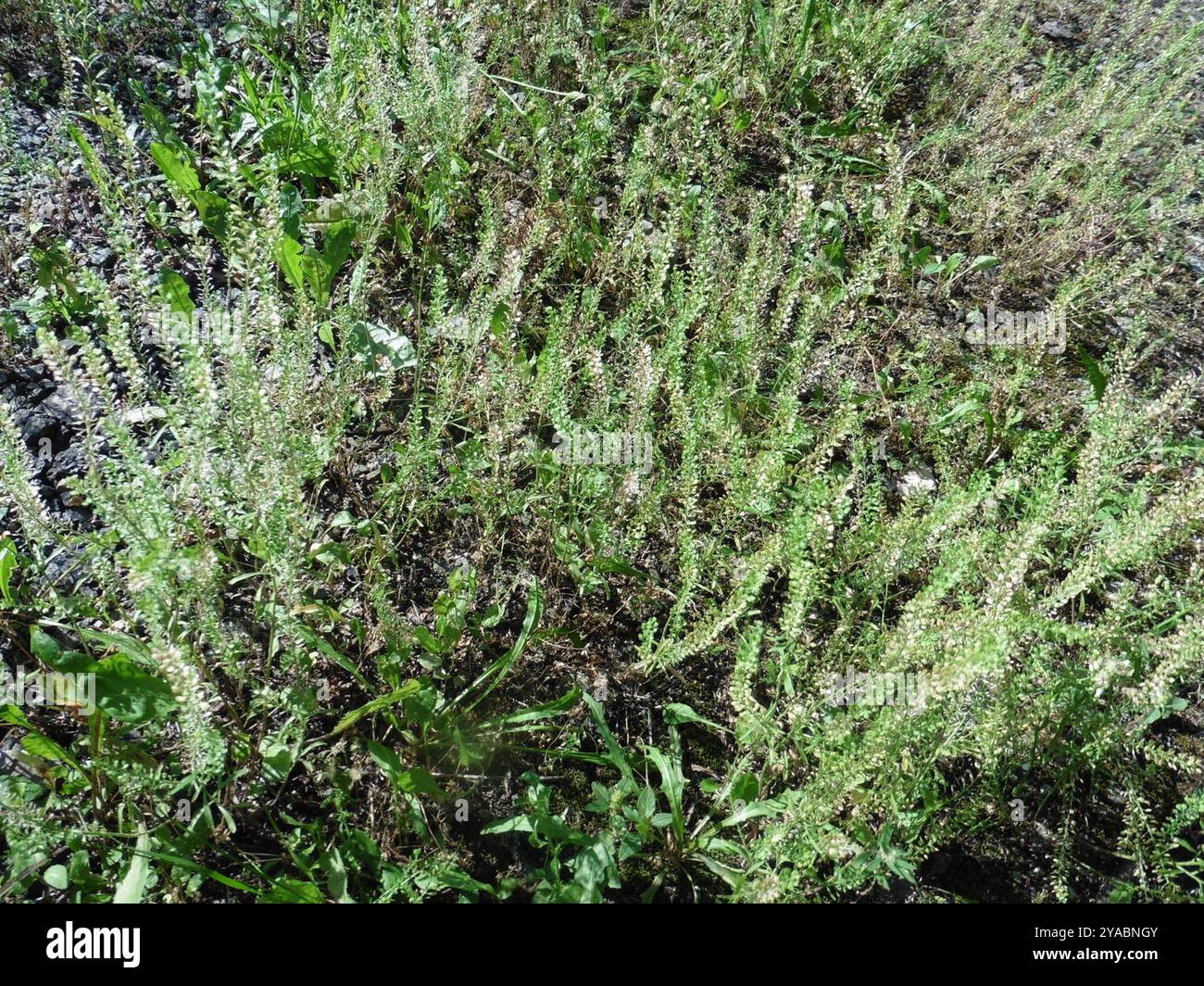 Common Peppergrass (Lepidium densiflorum) Plantae Stock Photo - Alamy