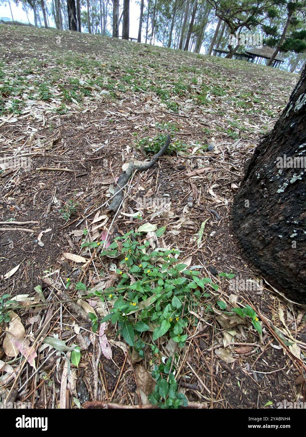 straggler daisy (Calyptocarpus vialis) Plantae Stock Photo - Alamy