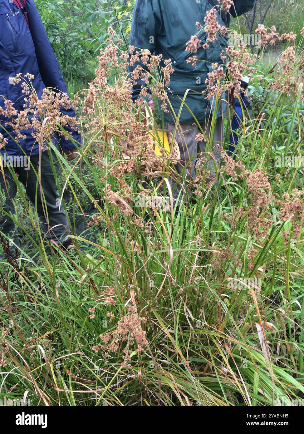 woolgrass (Scirpus cyperinus) Plantae Stock Photo - Alamy
