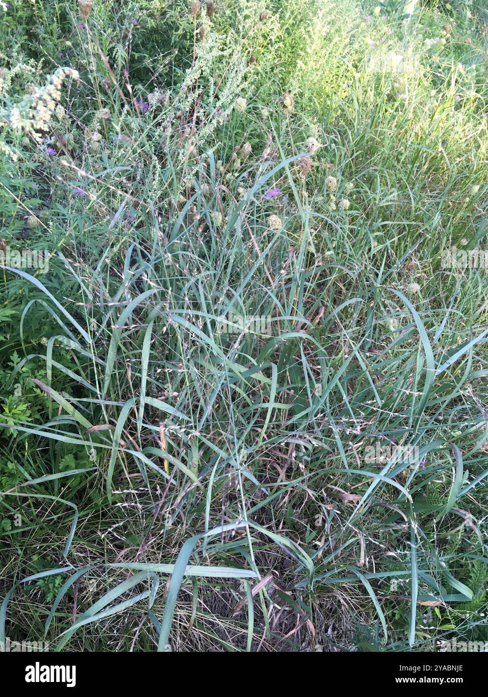 switchgrass (Panicum virgatum) Plantae Stock Photo - Alamy