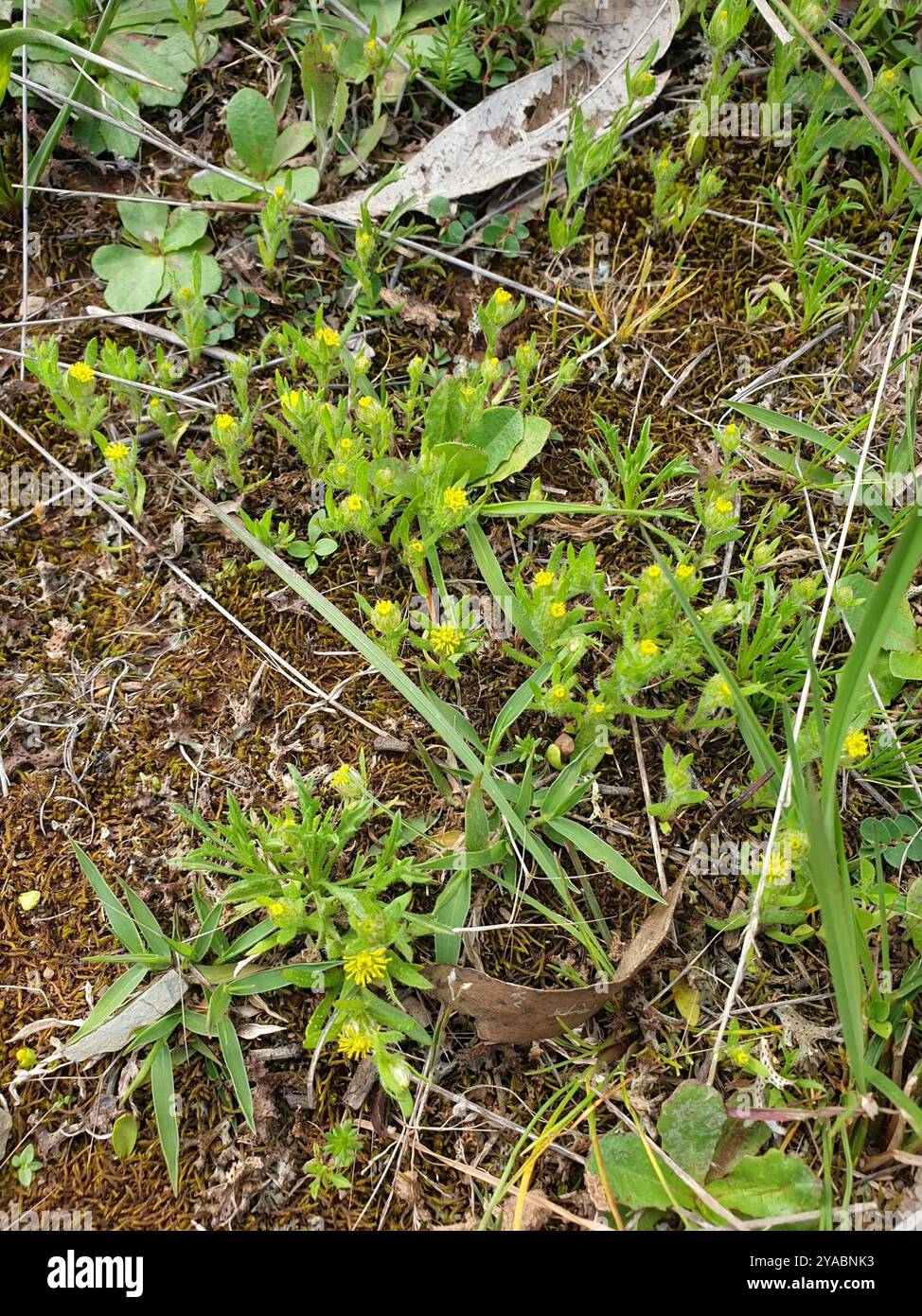 Common Sunray (Triptilodiscus pygmaeus) Plantae Stock Photo - Alamy