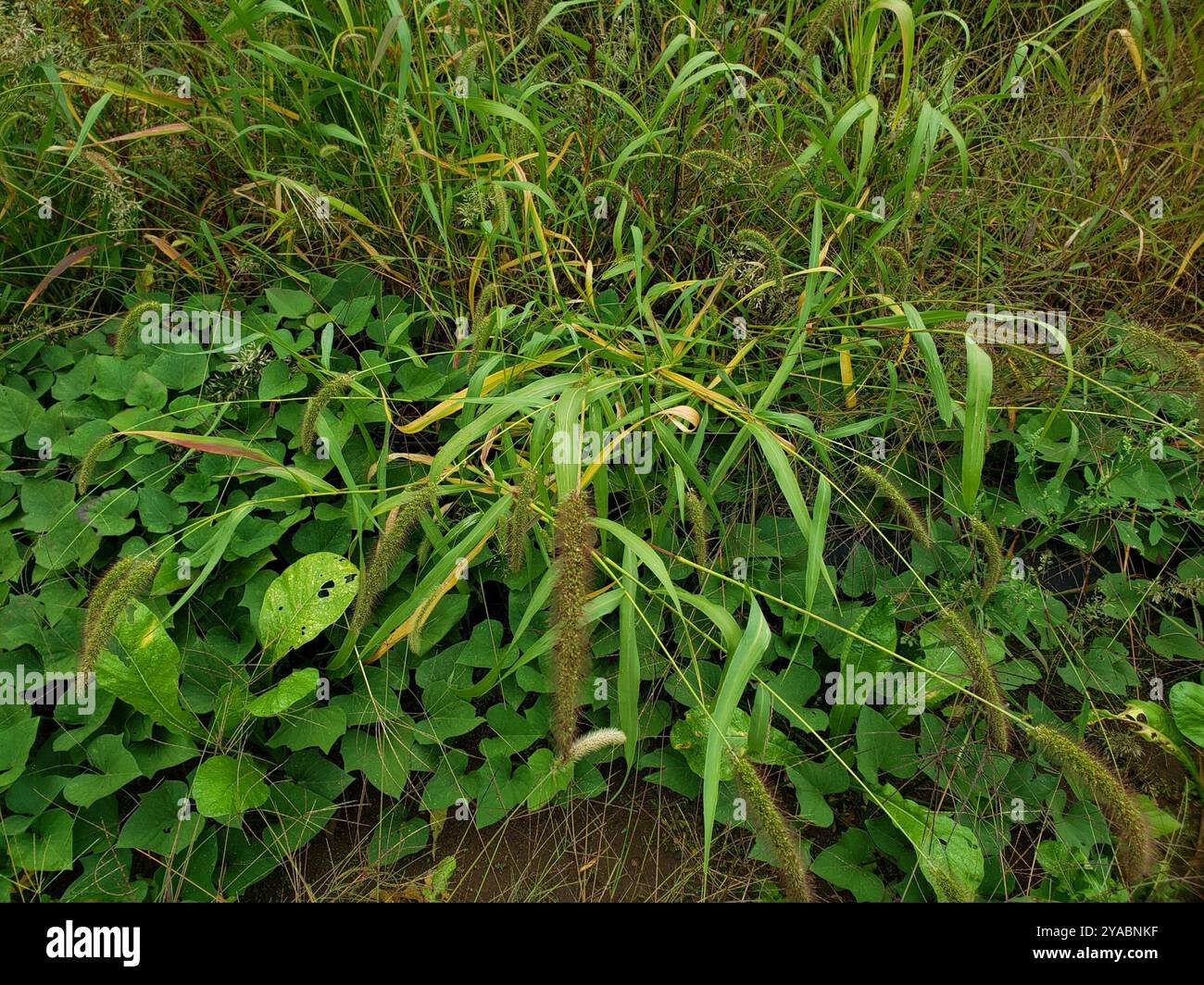 giant foxtail (Setaria faberi) Plantae Stock Photo - Alamy