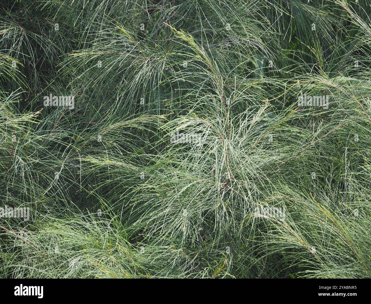 Beach Sheoak (Casuarina equisetifolia) Plantae Stock Photo - Alamy