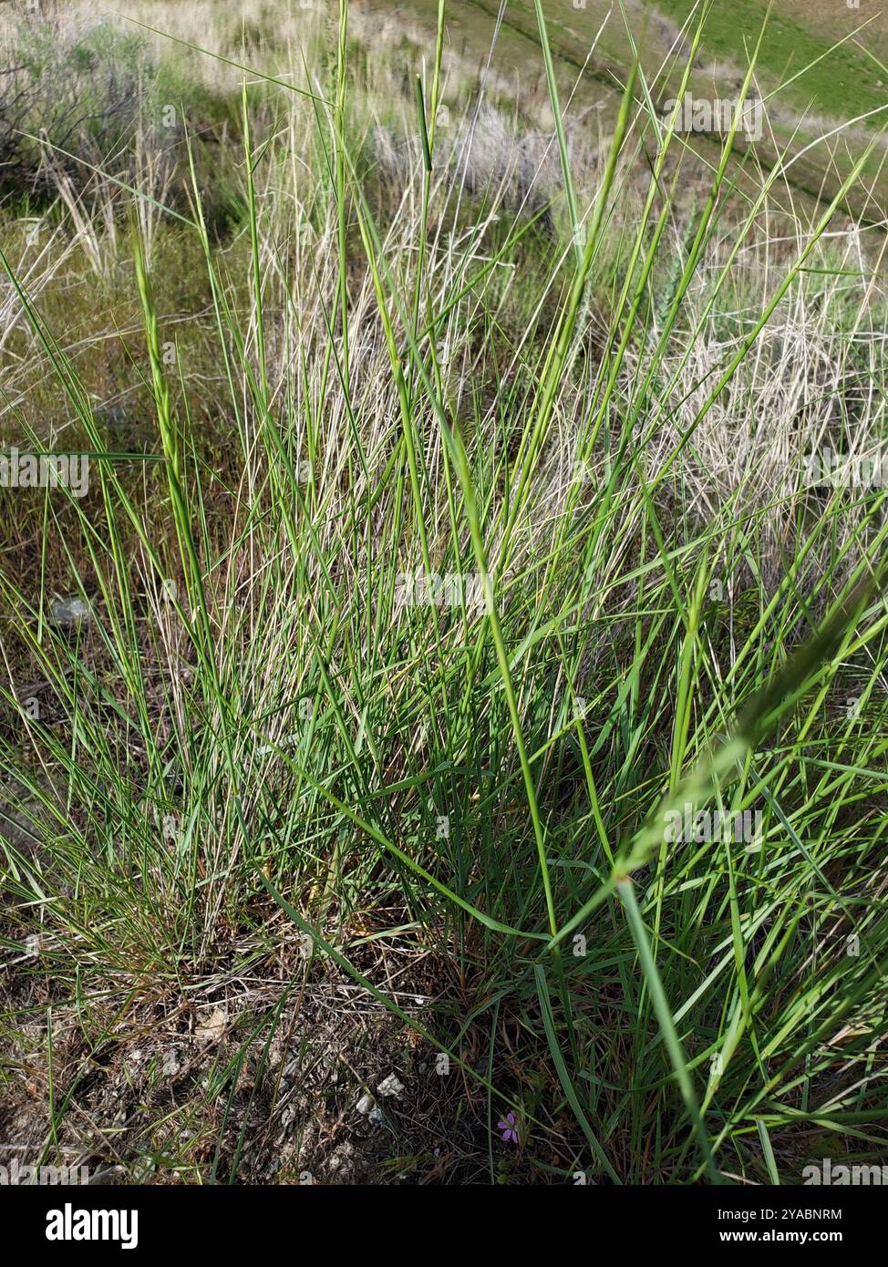 grasses (Poaceae) Plantae Stock Photo - Alamy
