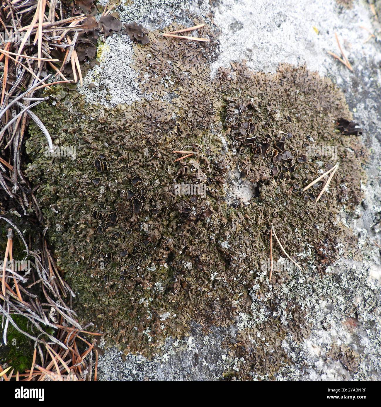 Blistered Camouflage Lichen (Xanthoparmelia loxodes) Fungi Stock Photo ...