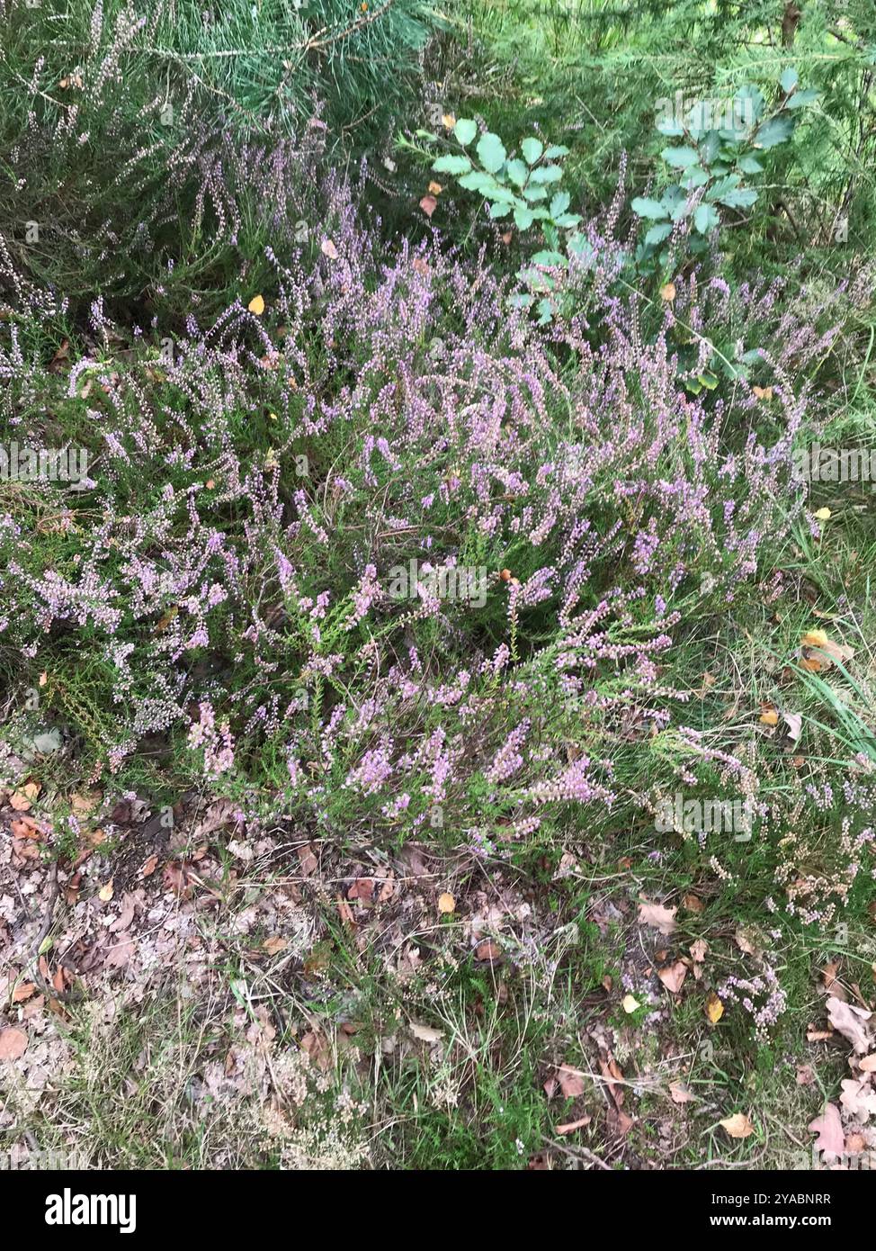 common heather (Calluna vulgaris) Plantae Stock Photo - Alamy