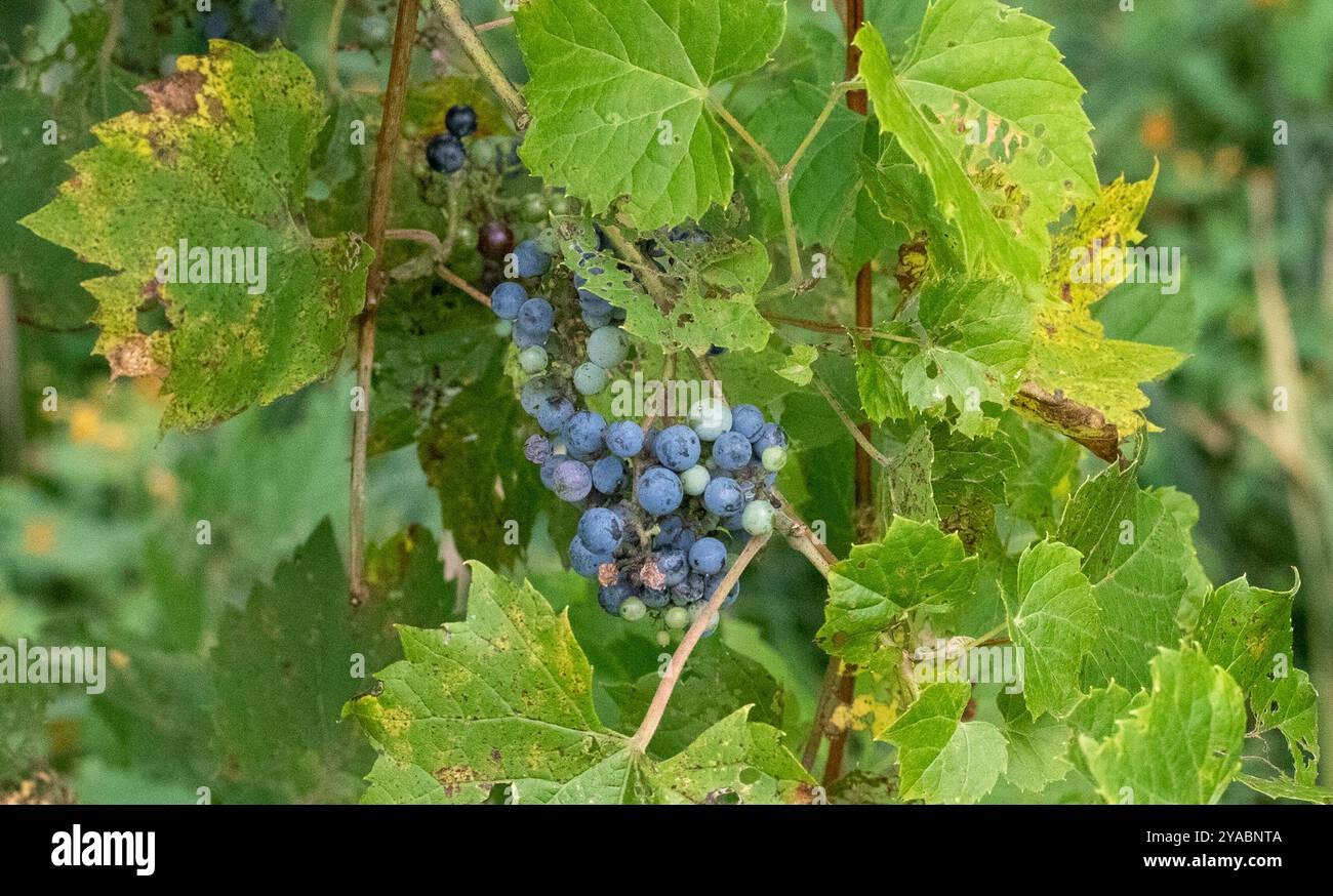 riverbank grape (Vitis riparia) Plantae Stock Photo - Alamy