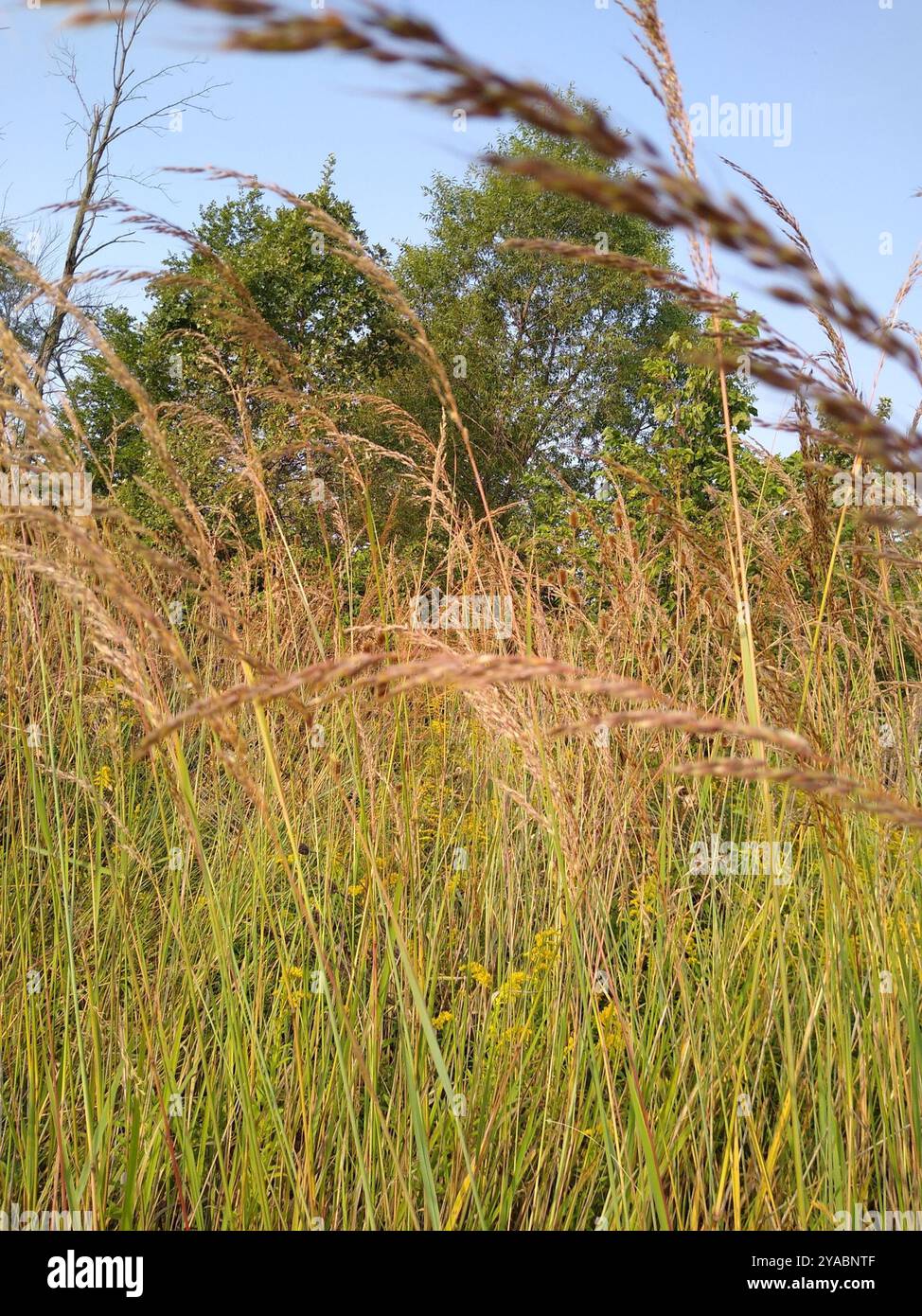 grasses (Poaceae) Plantae Stock Photo - Alamy
