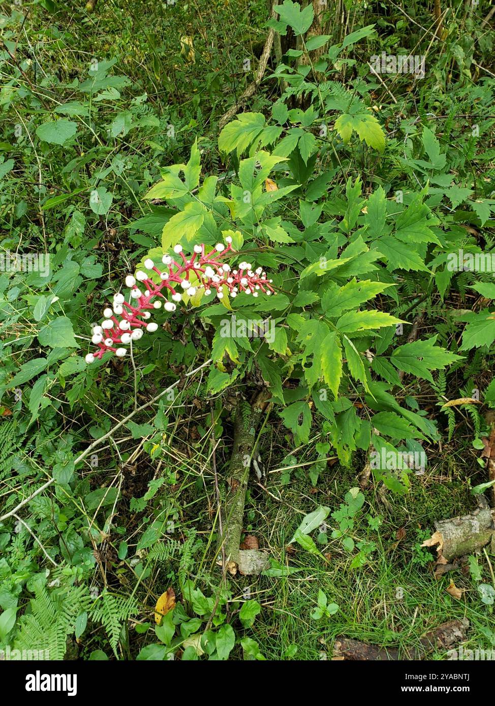 white baneberry (Actaea pachypoda) Plantae Stock Photo - Alamy