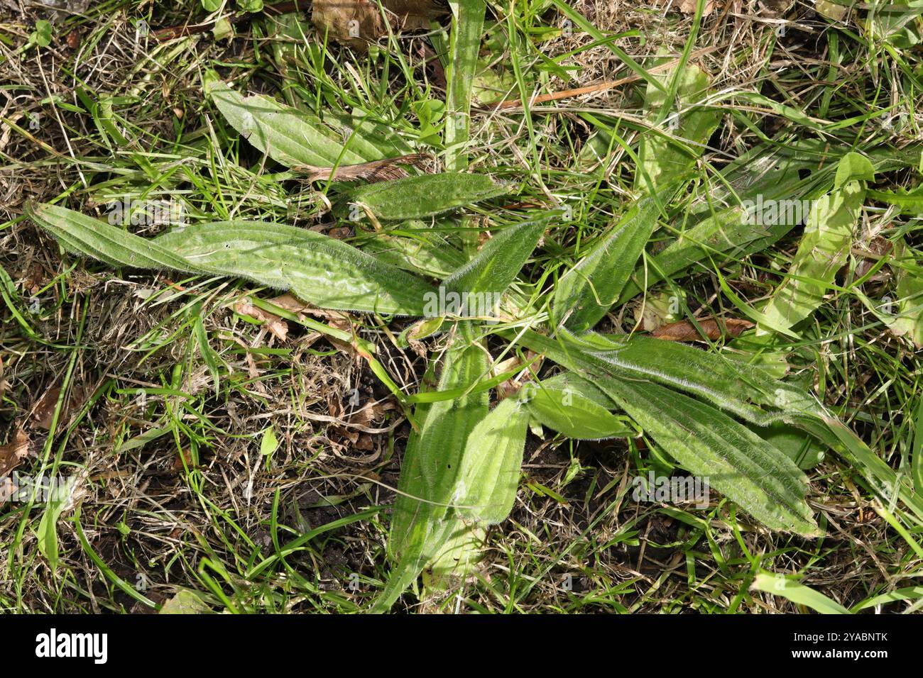 ribwort plantain (Plantago lanceolata) Plantae Stock Photo - Alamy