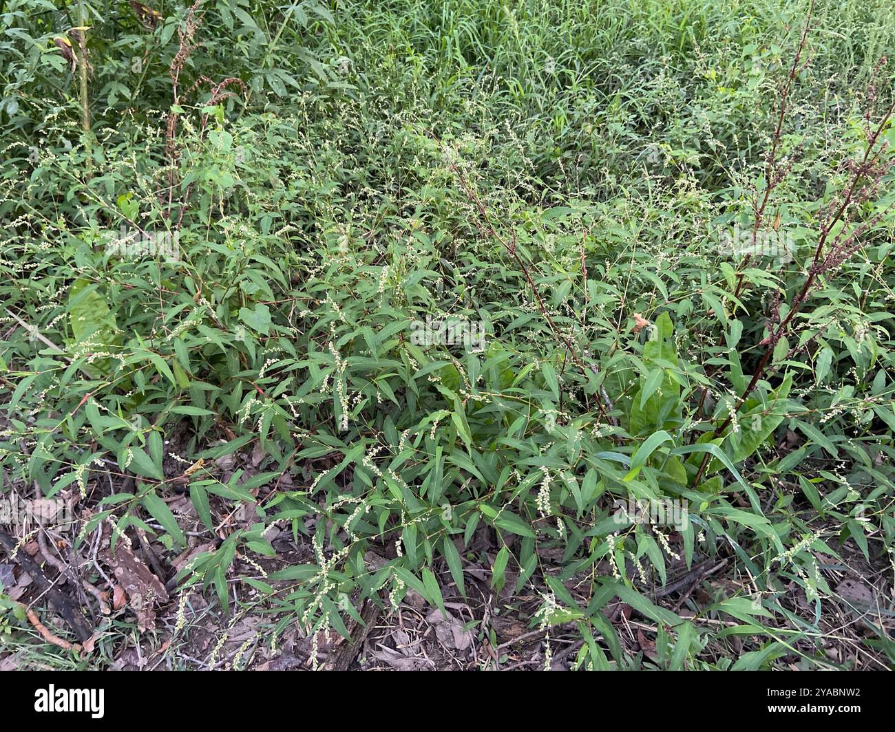 Dotted Smartweed (Persicaria punctata) Plantae Stock Photo - Alamy