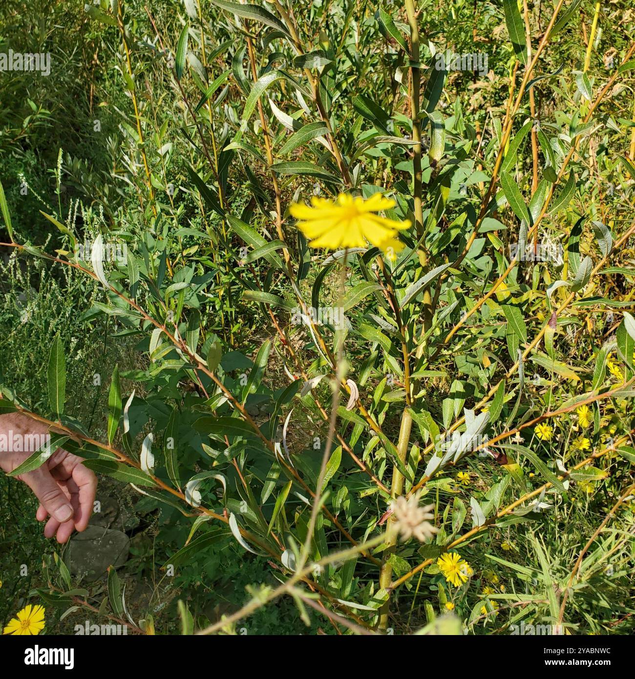 Common Madia (Madia elegans) Plantae Stock Photo - Alamy