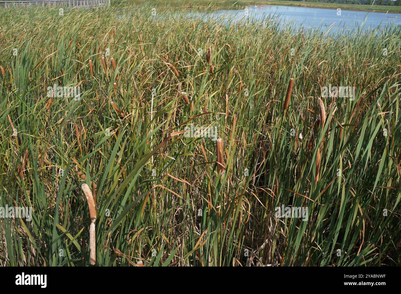 Cattails (Typha) Plantae Stock Photo - Alamy