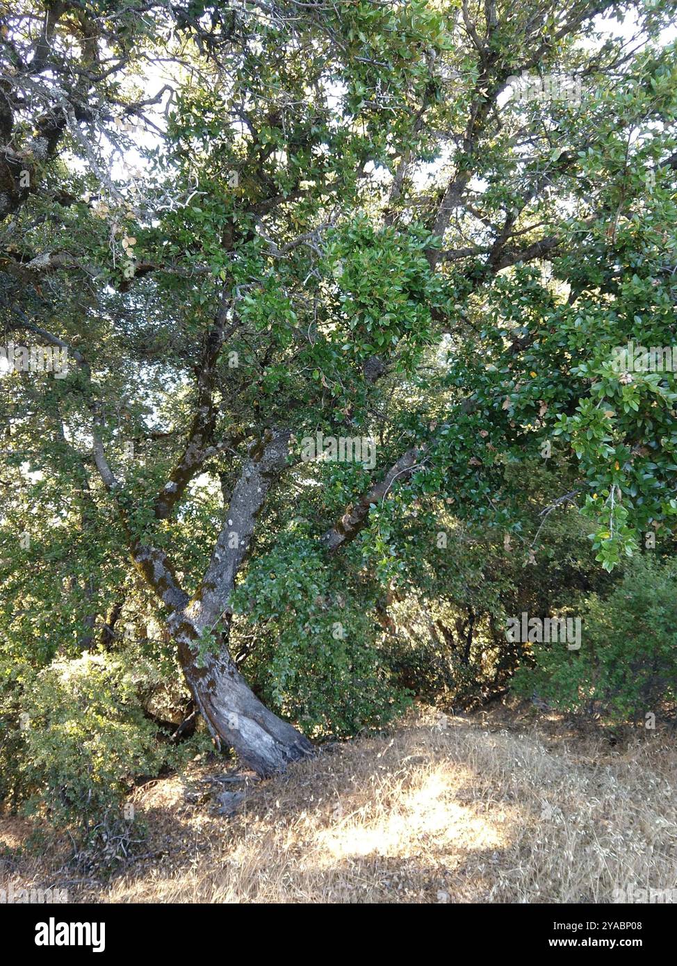 interior live oak (Quercus wislizeni) Plantae Stock Photo - Alamy