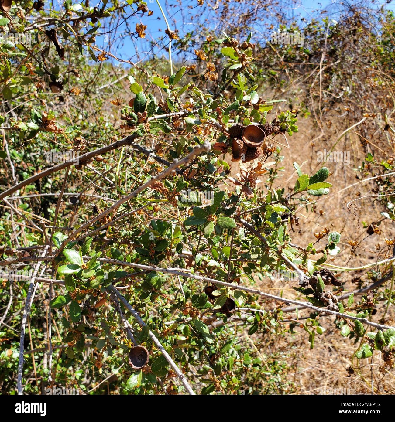 California scrub oak (Quercus berberidifolia) Plantae Stock Photo - Alamy