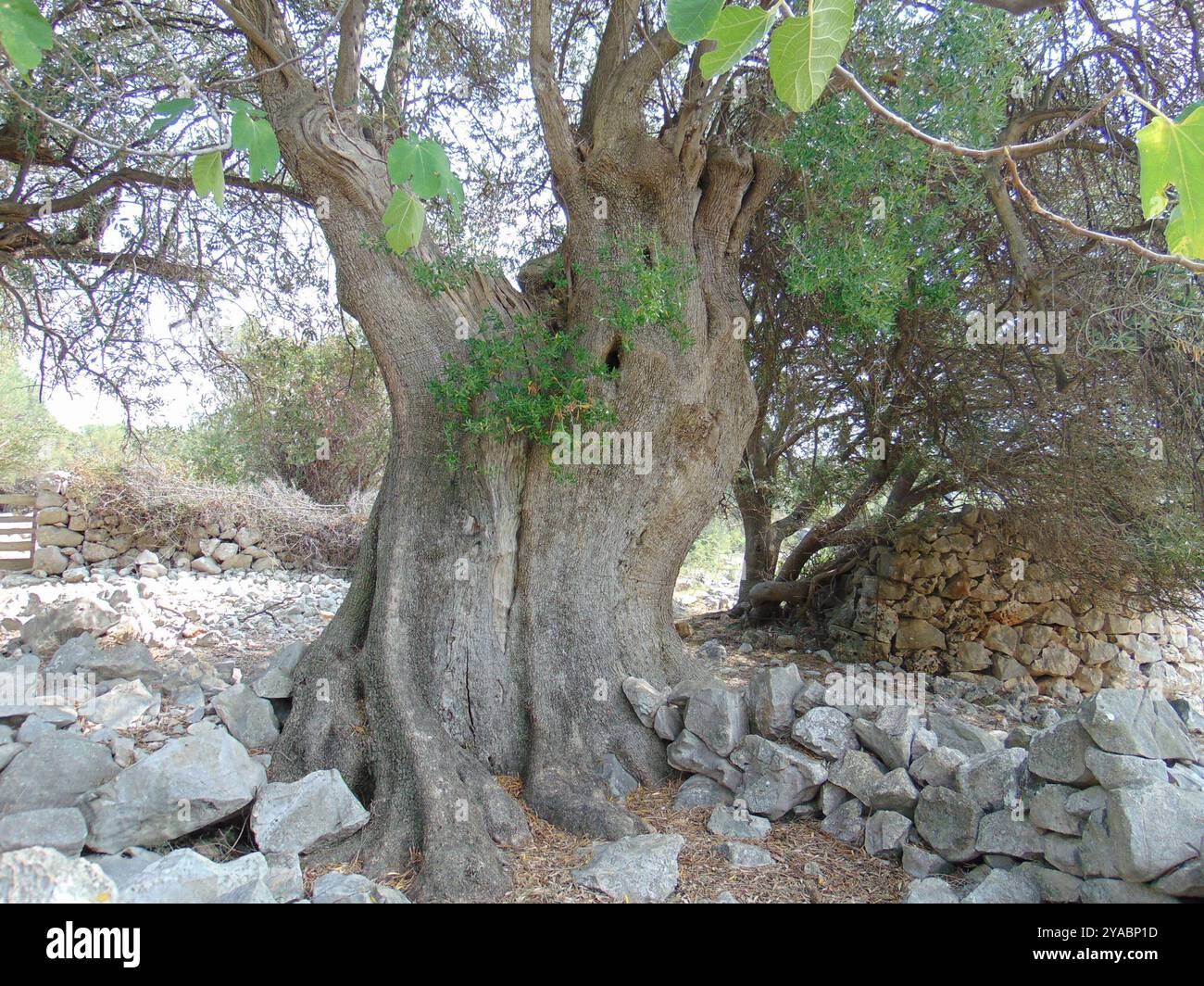 Olive tree (Olea europaea europaea) Plantae Stock Photo - Alamy