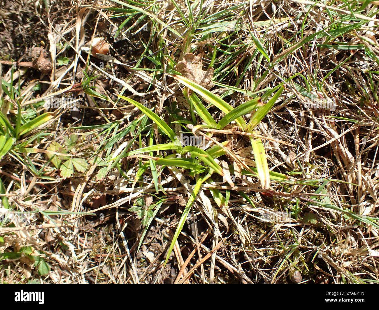 Common Yellow-sedge (Carex demissa demissa) Plantae Stock Photo - Alamy