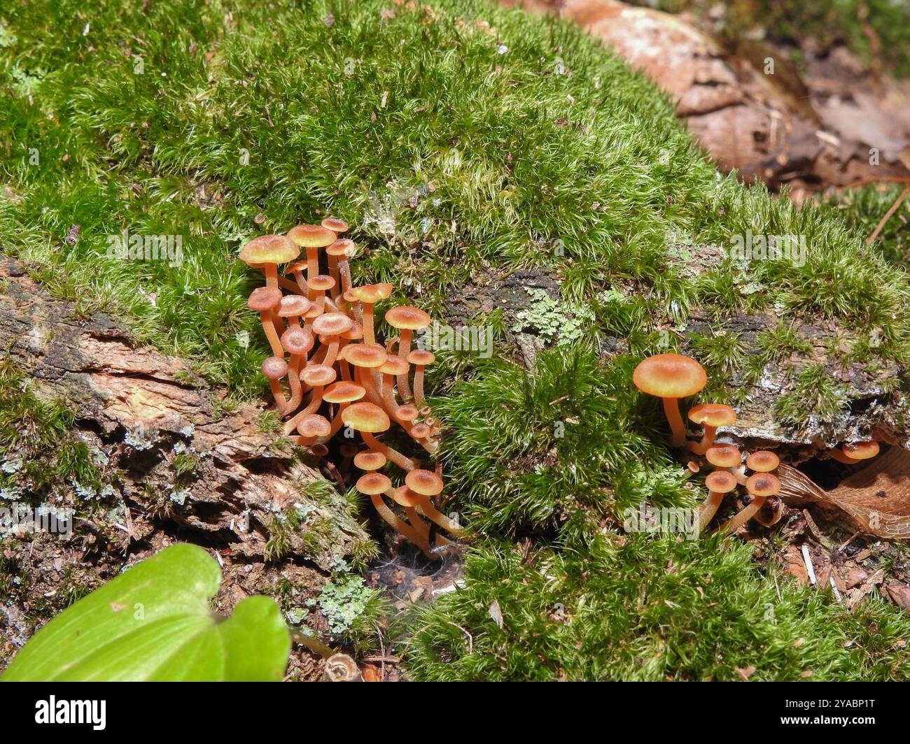 Pinewood Gingertail (Xeromphalina campanella) Fungi Stock Photo - Alamy