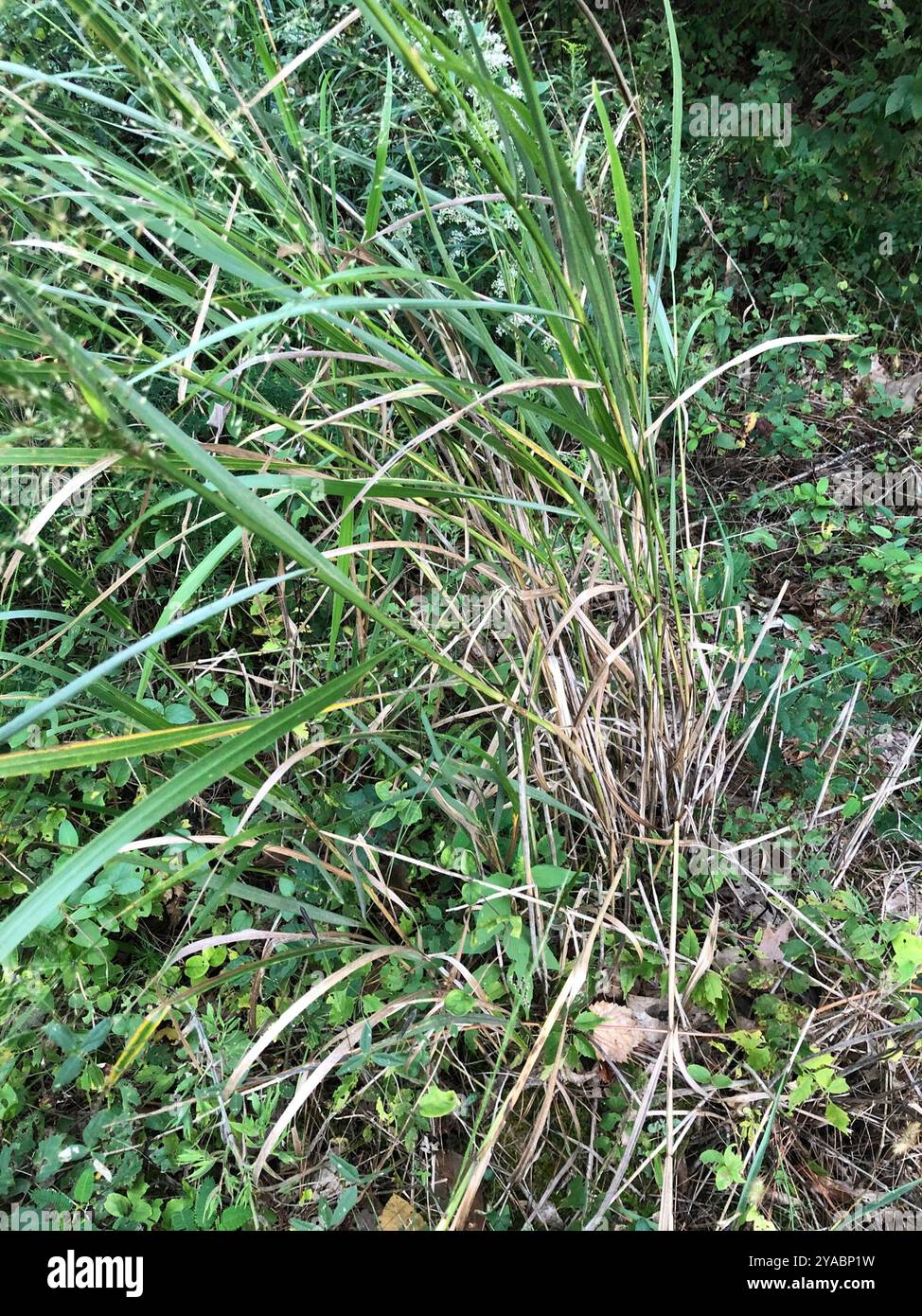 switchgrass (Panicum virgatum) Plantae Stock Photo - Alamy