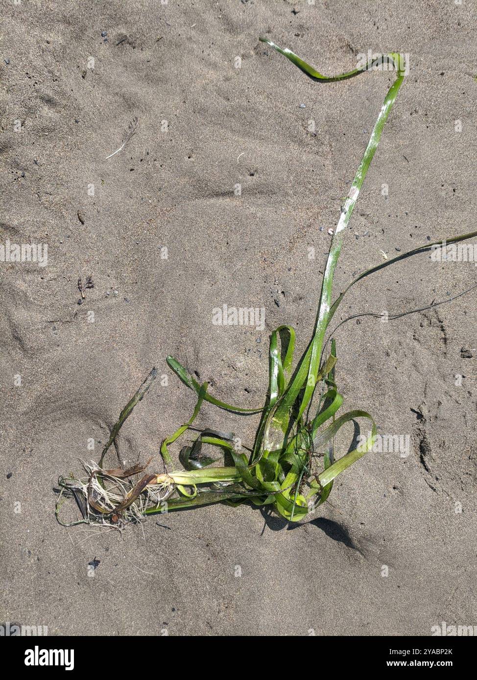 Seagrasses (Zosteraceae) Plantae Stock Photo - Alamy