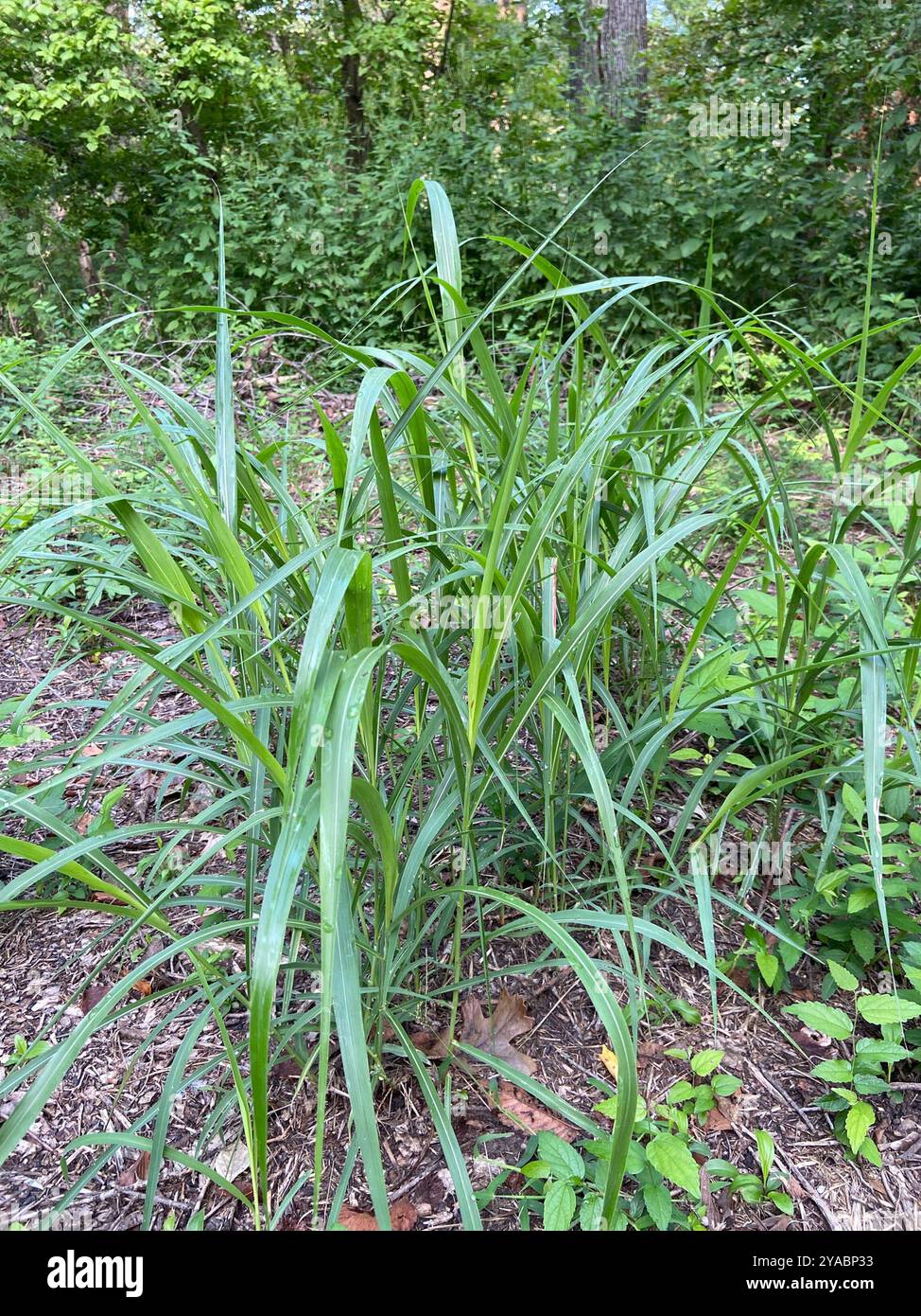 Johnson grass (Sorghum halepense) Plantae Stock Photo - Alamy