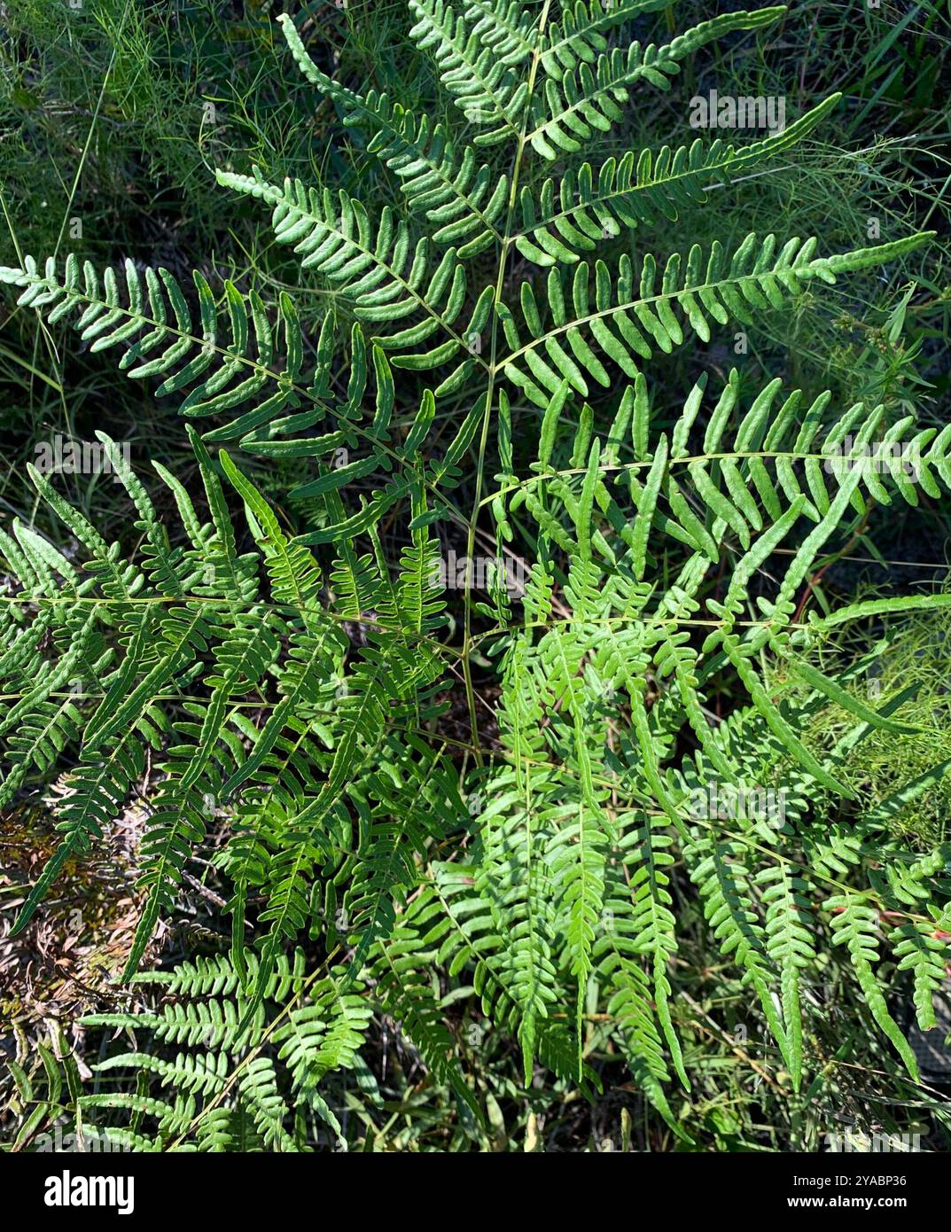 Tailed Bracken Fern (Pteridium aquilinum pseudocaudatum) Plantae Stock ...