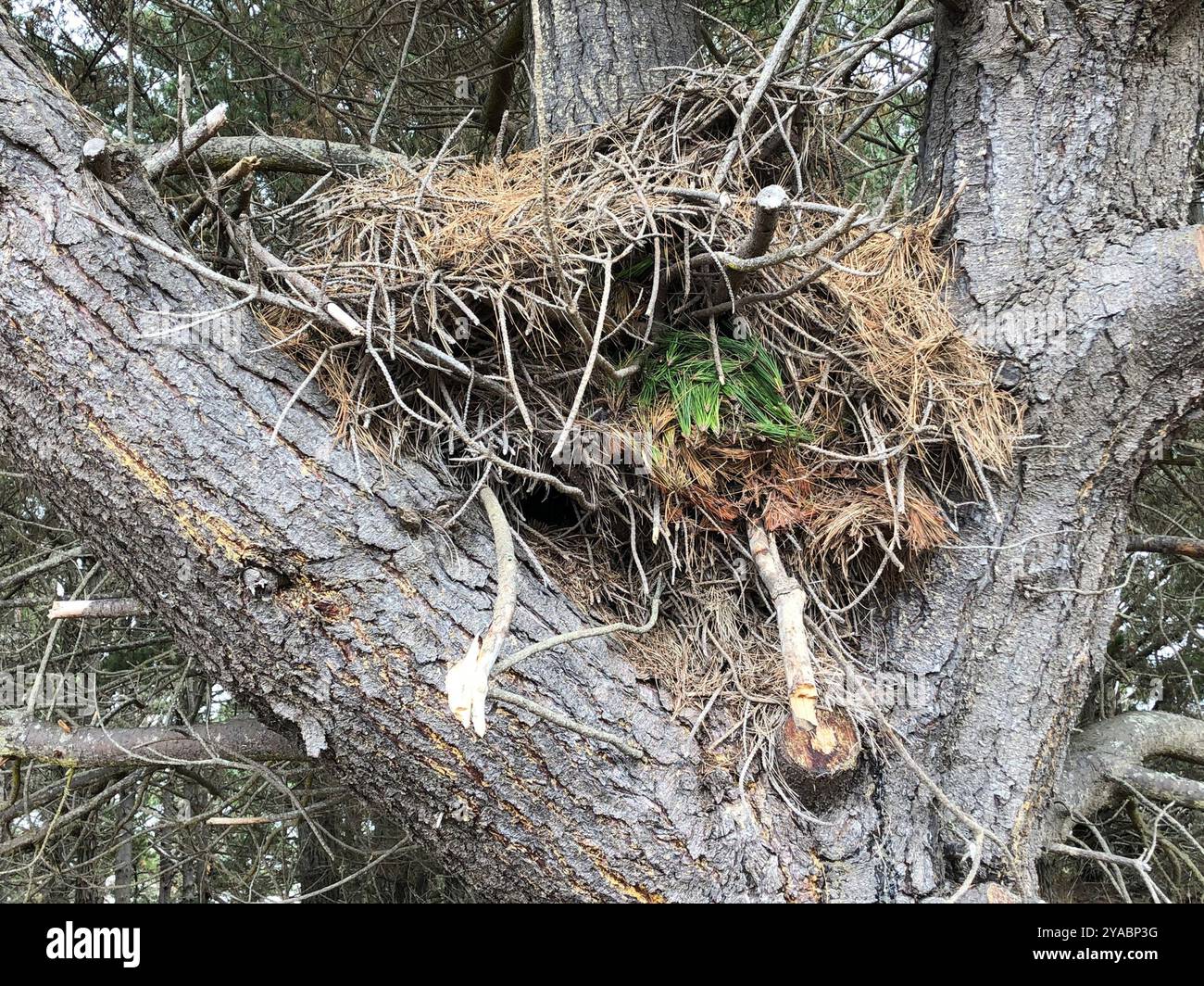 Dusky-footed Woodrat (Neotoma fuscipes) Mammalia Stock Photo - Alamy