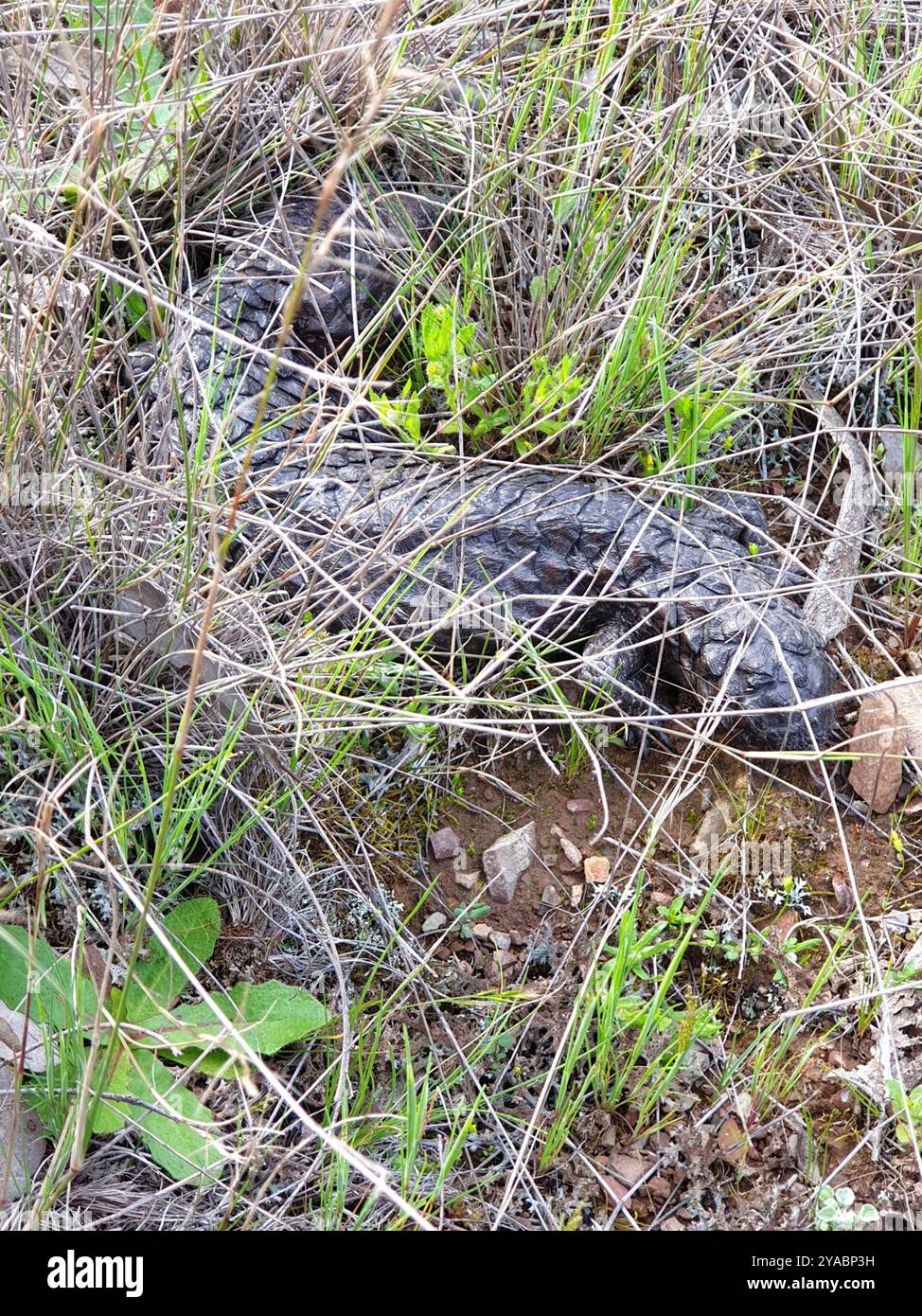 Shingleback (Tiliqua rugosa) Reptilia Stock Photo - Alamy