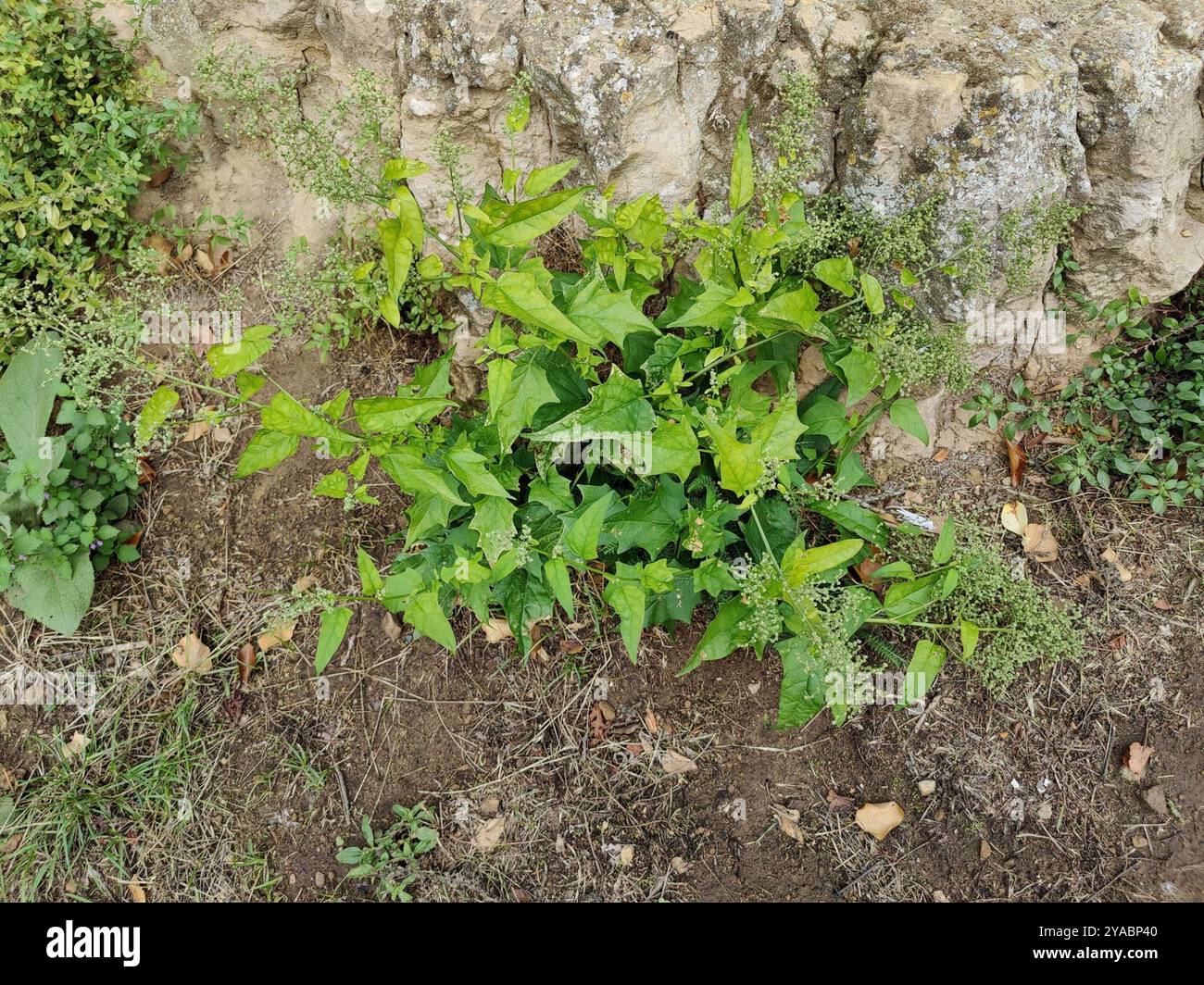 Eurasian maple-leaved goosefoot (Chenopodiastrum hybridum) Plantae ...