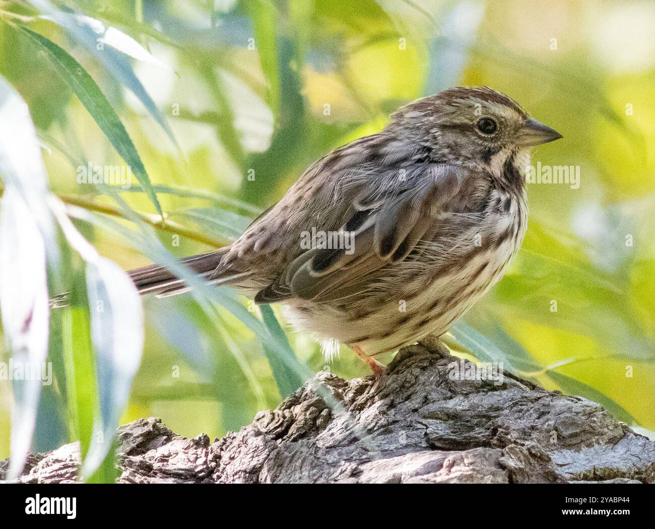 Song Sparrow (Melospiza melodia) Aves Stock Photo - Alamy