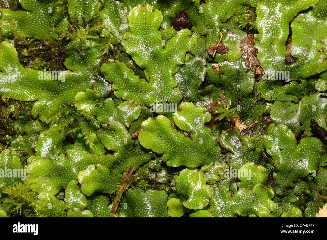 Great Scented Liverwort (Conocephalum conicum) Plantae Stock Photo - Alamy