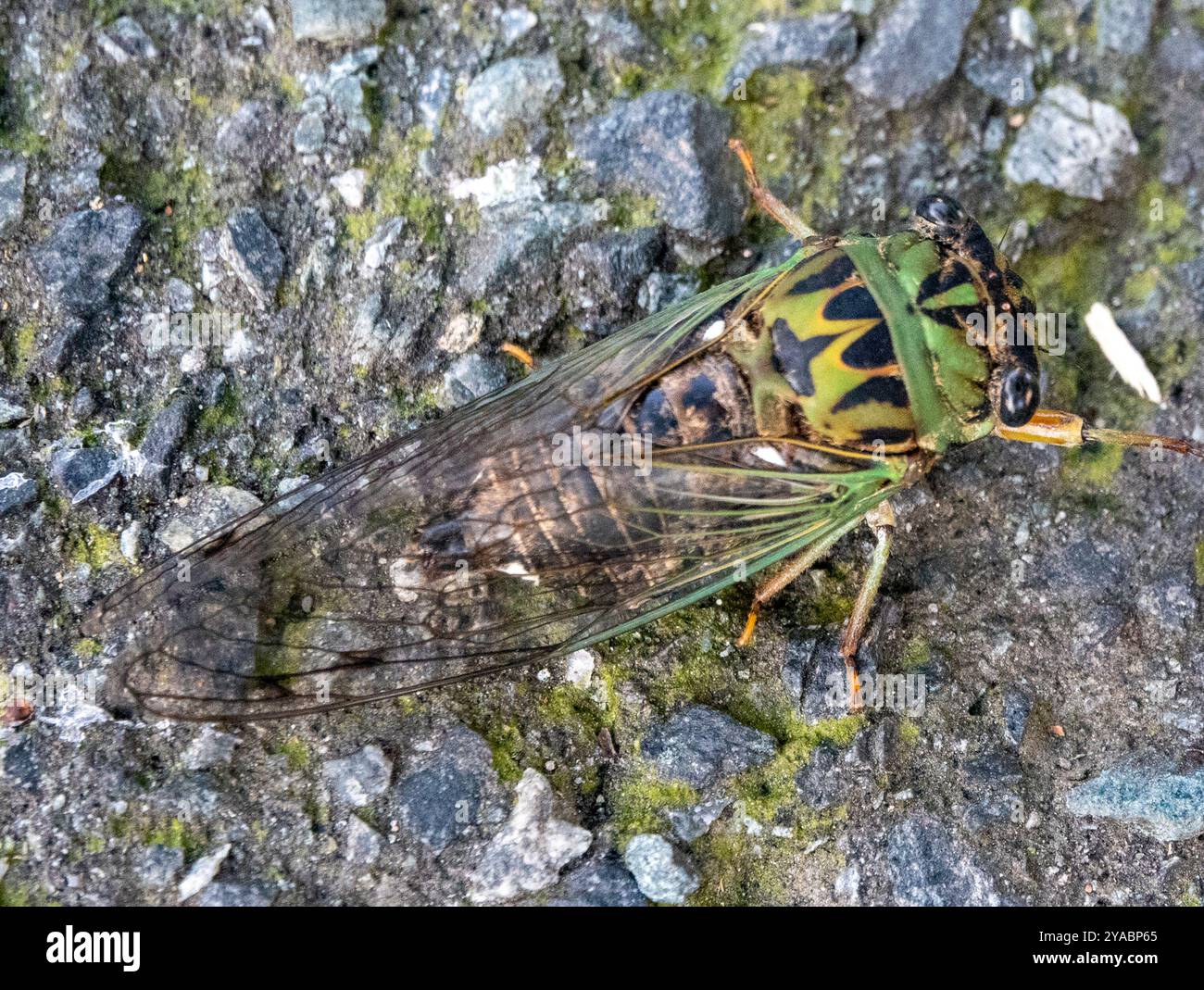 Eastern Scissors Grinder Cicada (Neotibicen winnemanna) Insecta Stock ...
