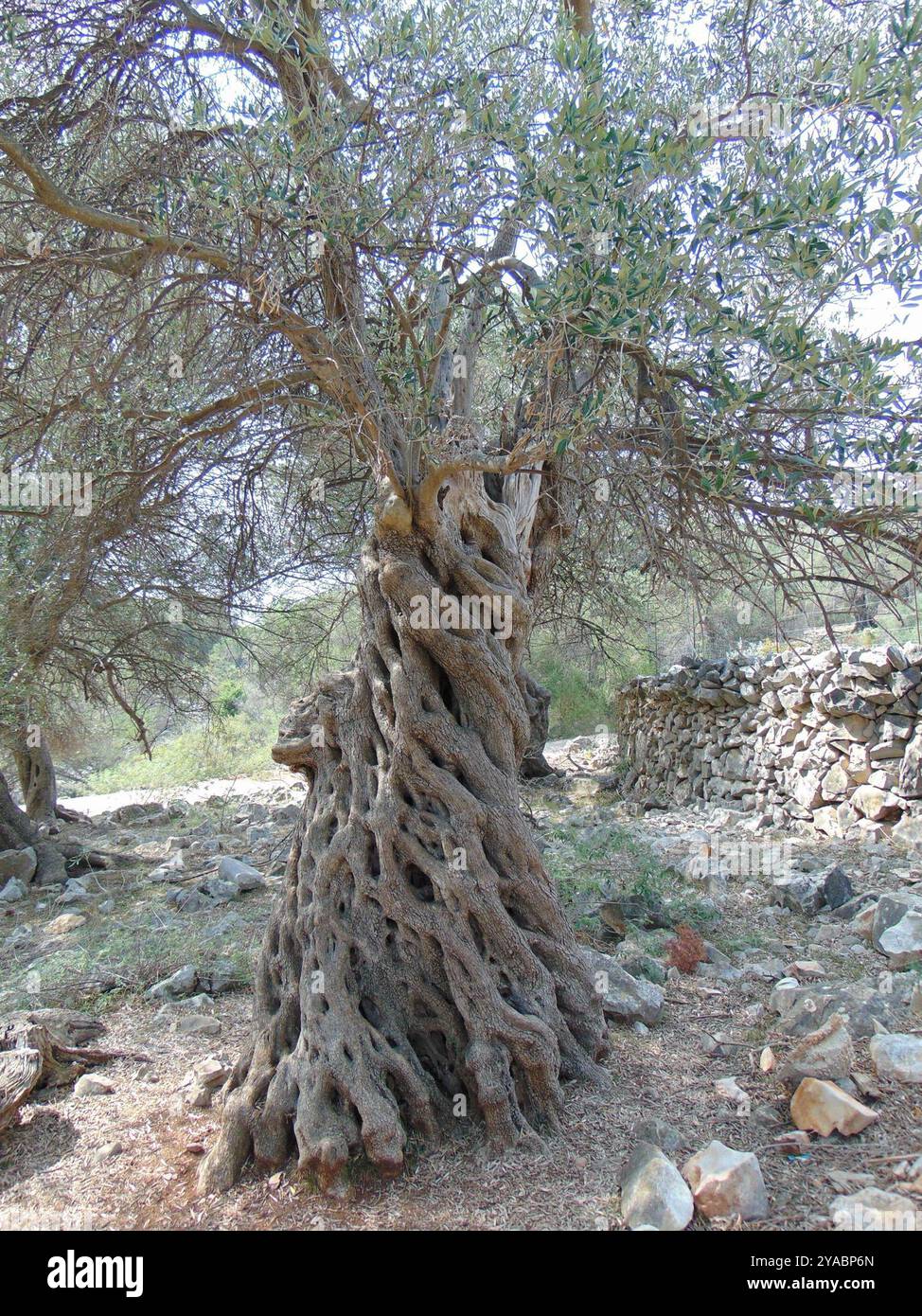 Olive tree (Olea europaea europaea) Plantae Stock Photo - Alamy
