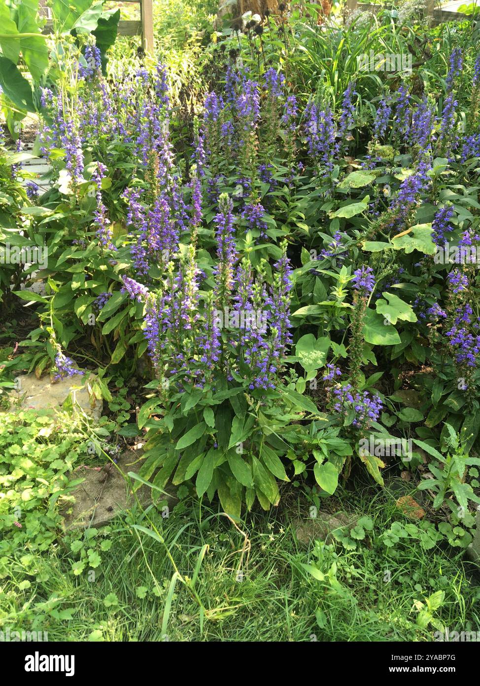 Great Blue Lobelia Lobelia Siphilitica Plantae Stock Photo Alamy