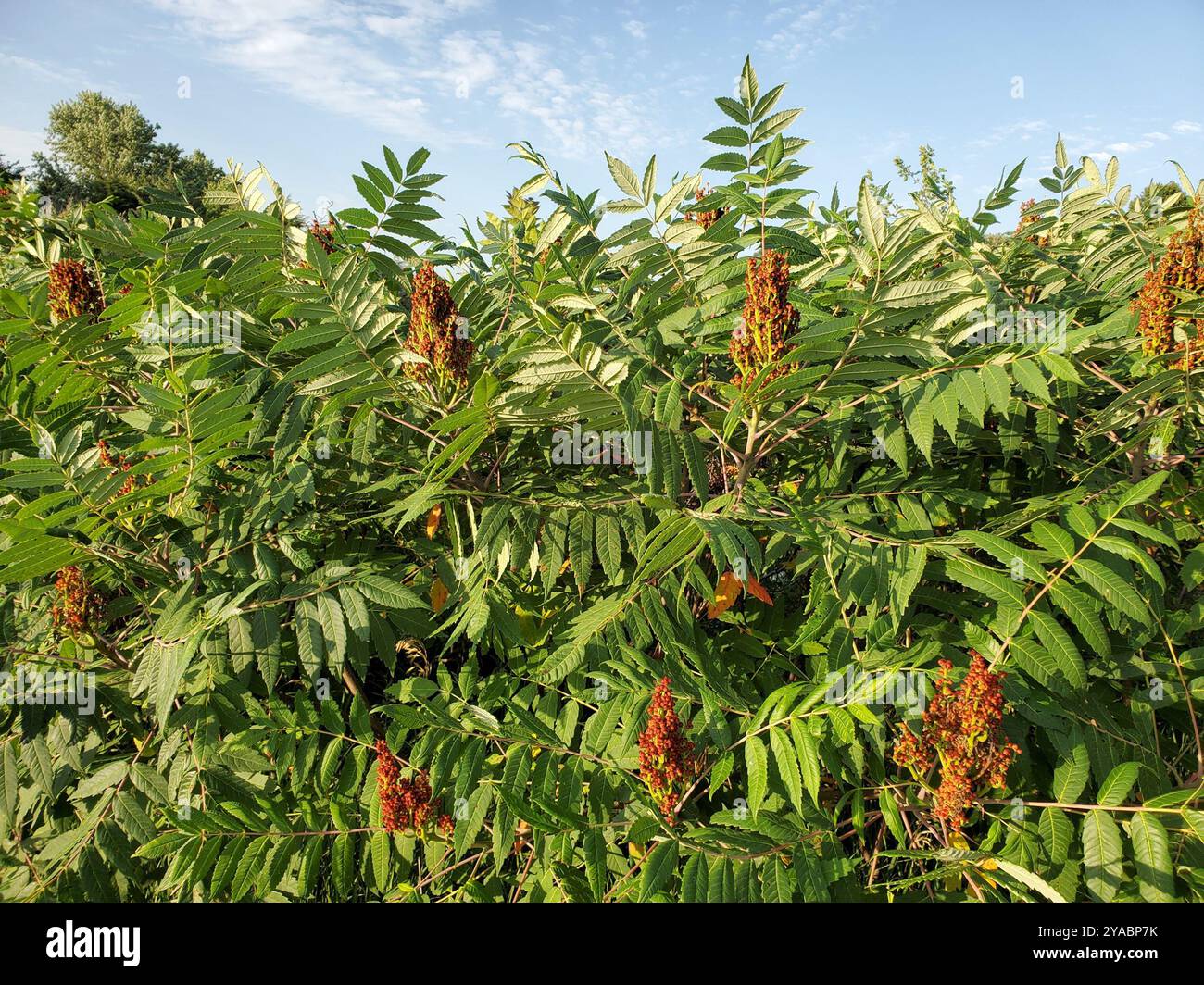 smooth sumac (Rhus glabra) Plantae Stock Photo - Alamy