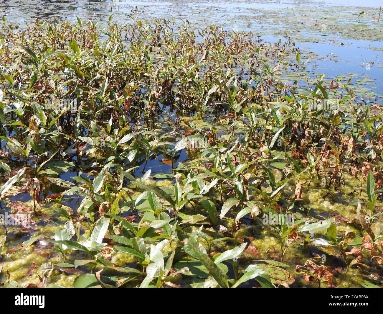 water smartweed (Persicaria amphibia) Plantae Stock Photo - Alamy