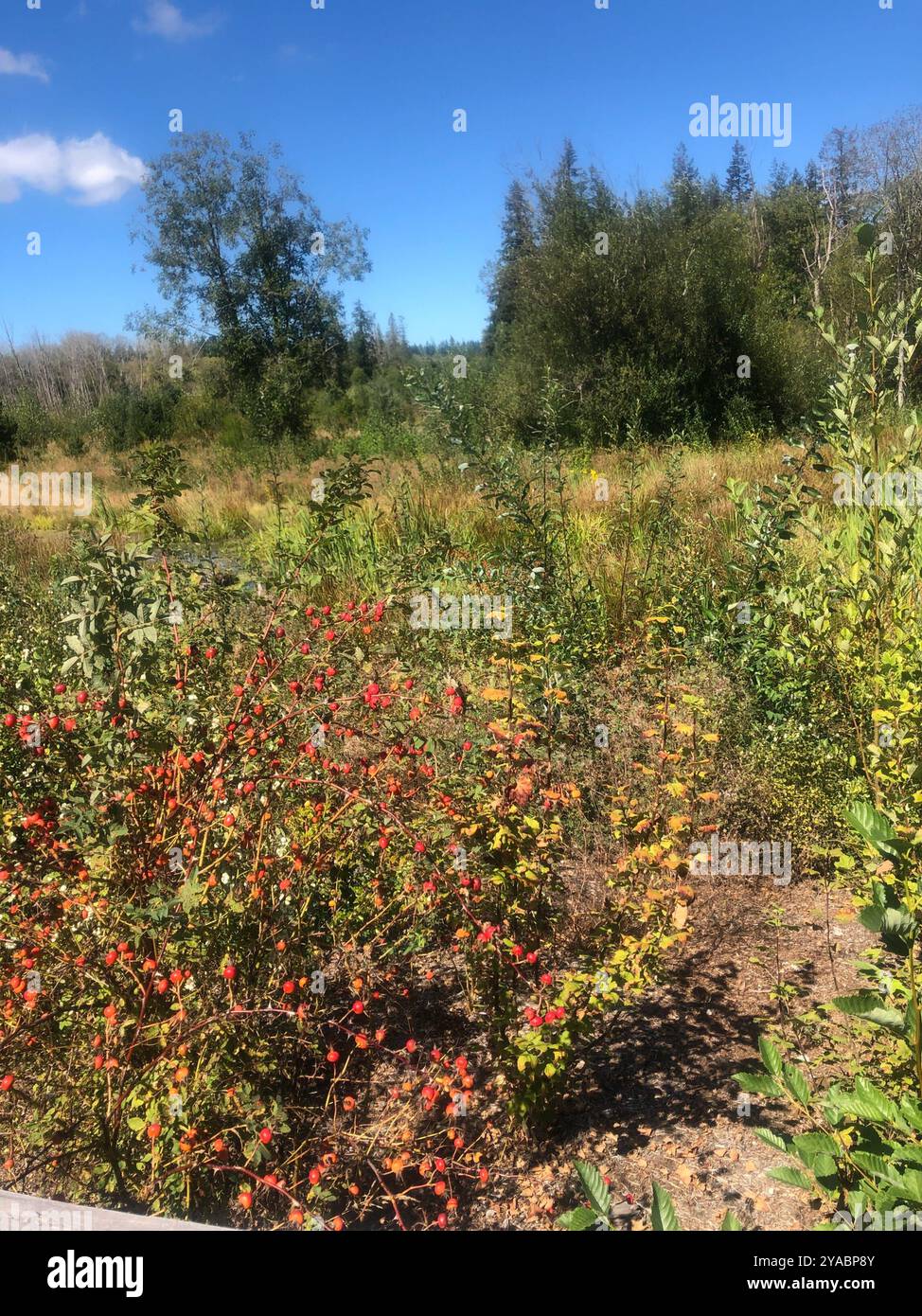 Nootka rose (Rosa nutkana) Plantae Stock Photo - Alamy