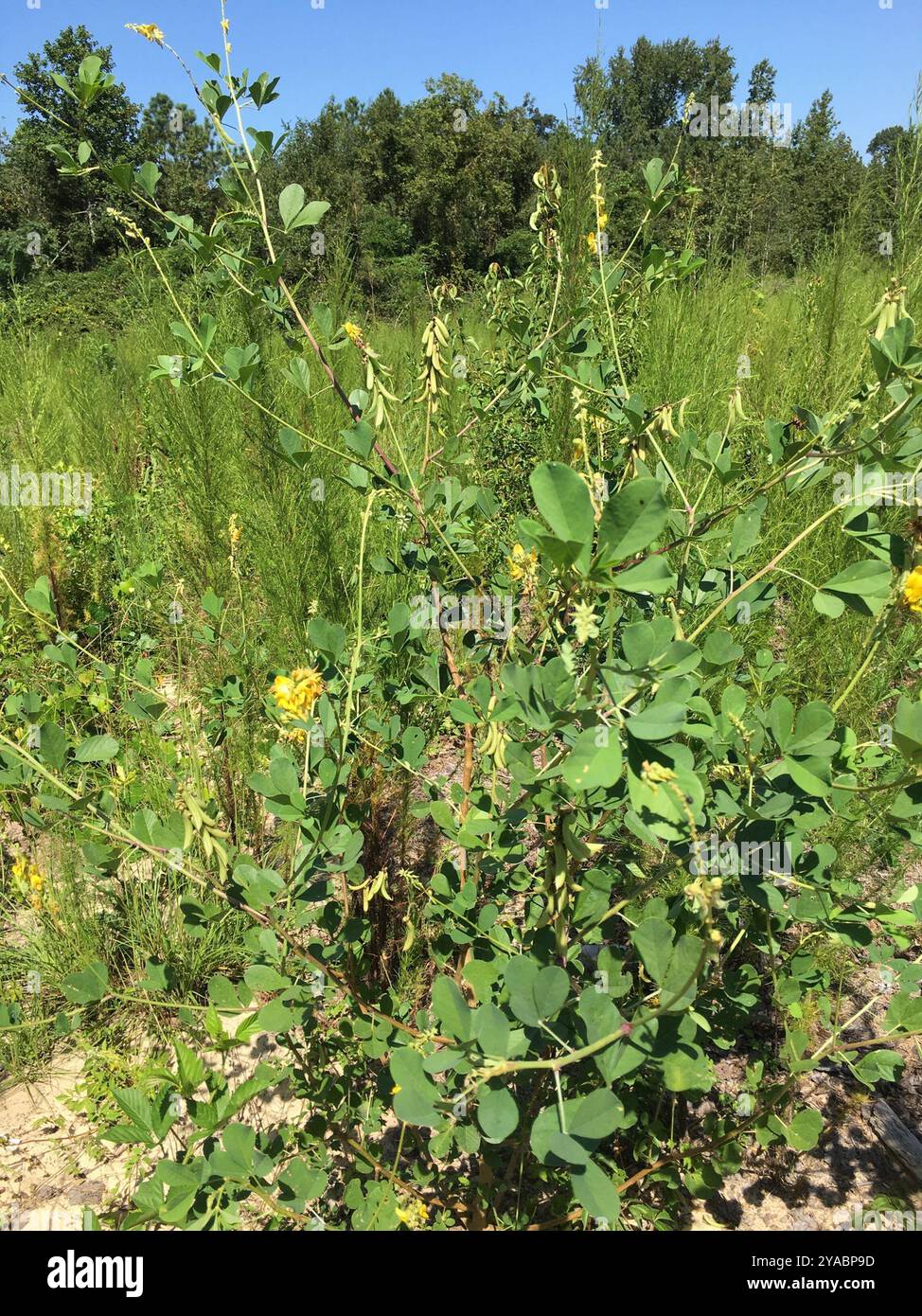 Streaked Rattlepod (Crotalaria pallida) Plantae Stock Photo - Alamy