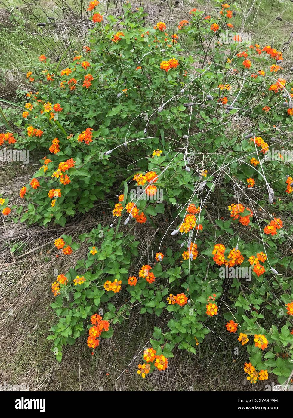 Texas lantana (Lantana urticoides) Plantae Stock Photo - Alamy
