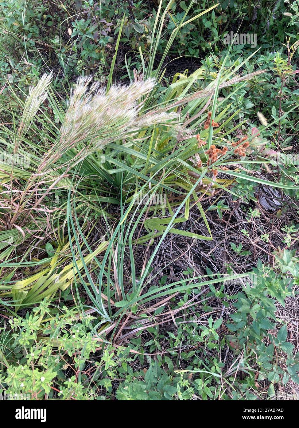 Swamp Flatsedge (Cyperus ligularis) Plantae Stock Photo - Alamy