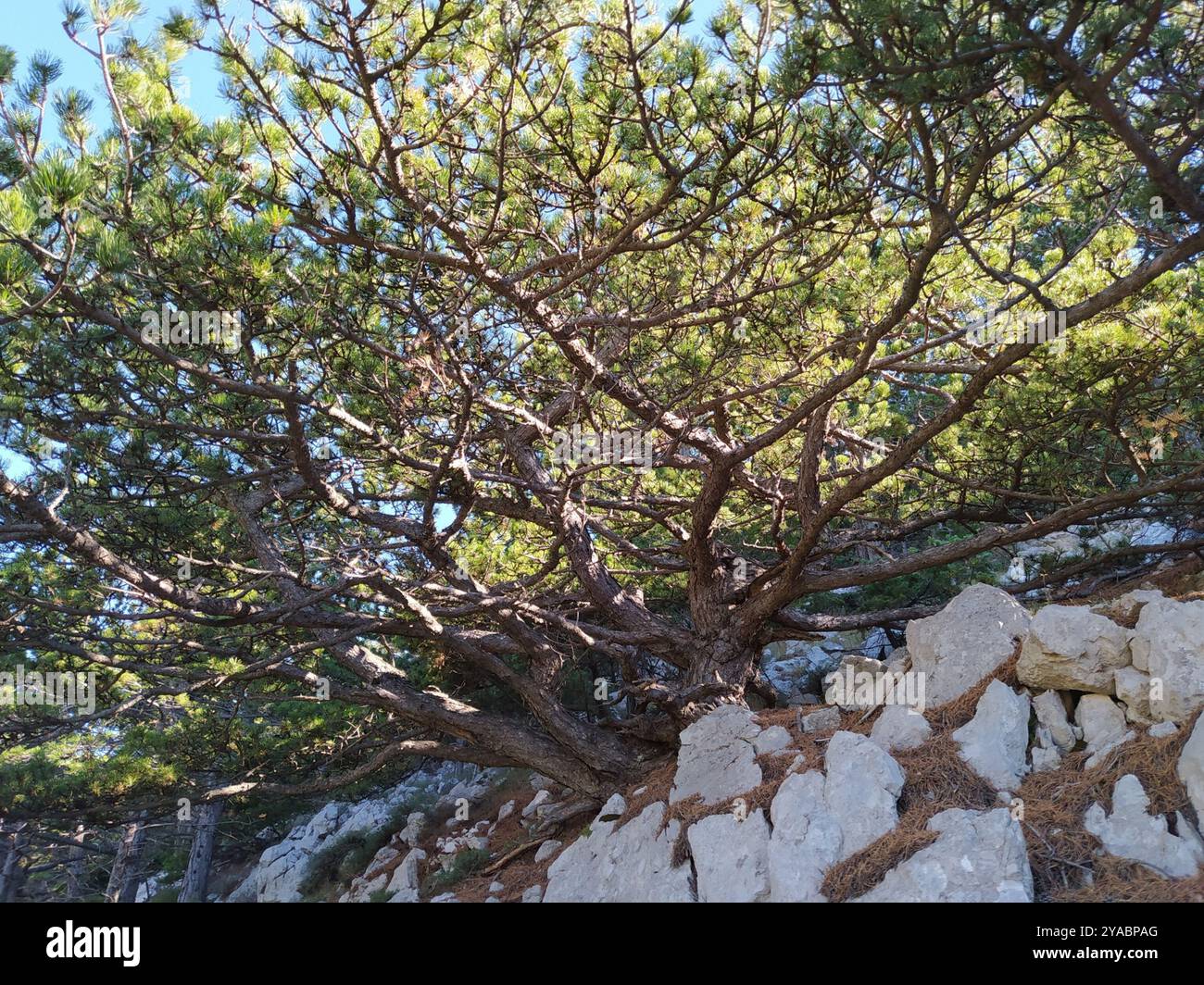 black pine (Pinus nigra) Plantae Stock Photo - Alamy