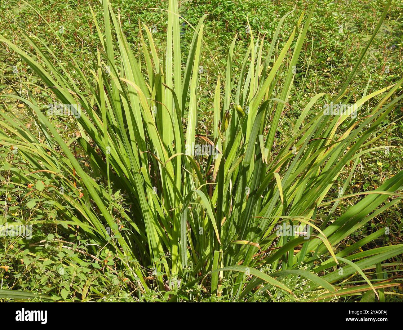 monocots (Liliopsida) Plantae Stock Photo - Alamy