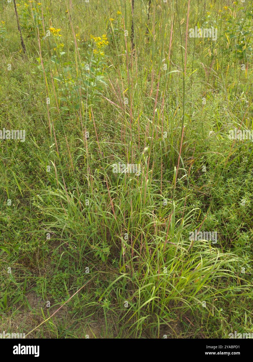 Bluestems (Bothriochloa) Plantae Stock Photo - Alamy